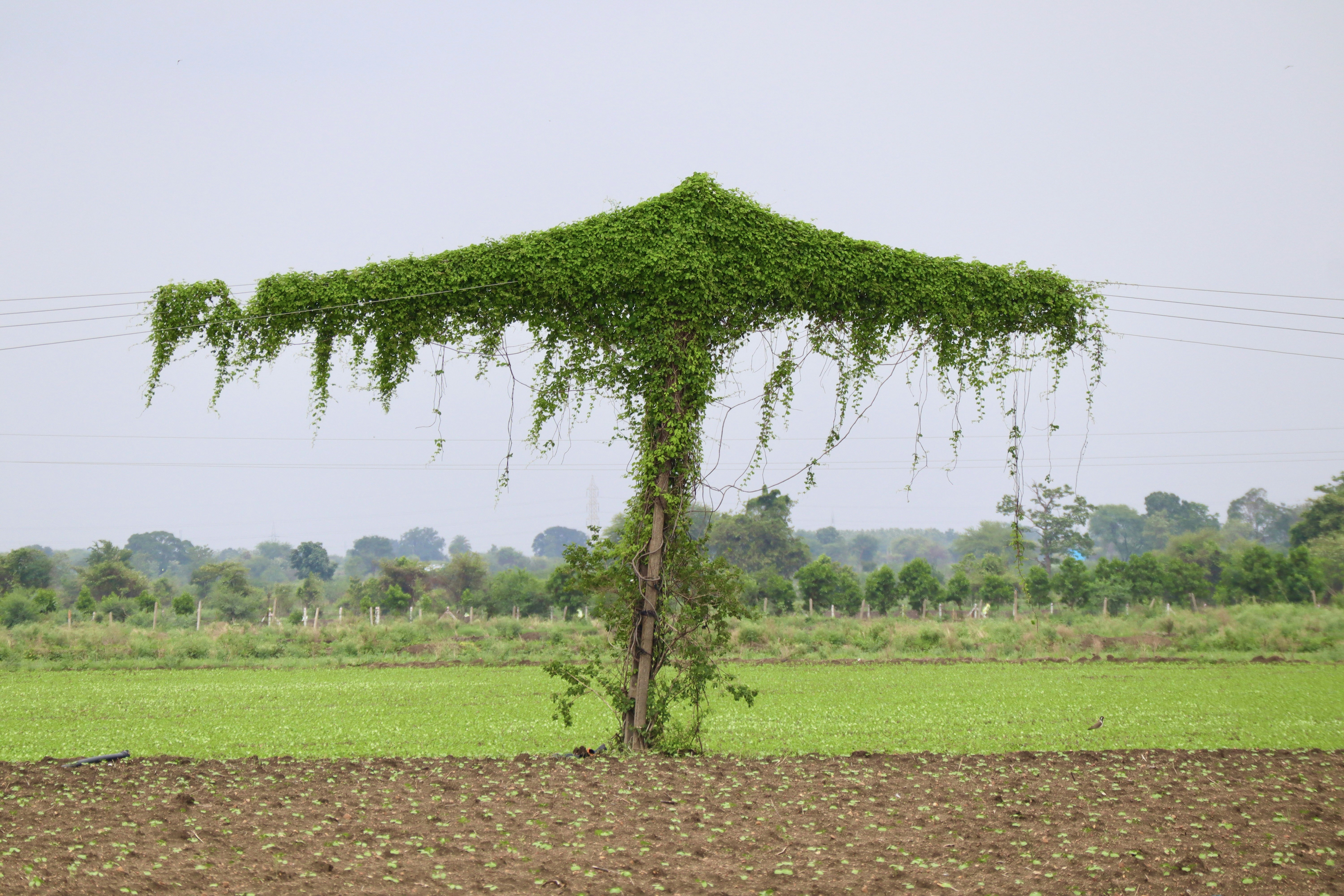 creepers reclaiming the electric pole | Vines engulf a power line, creating a unique tree.