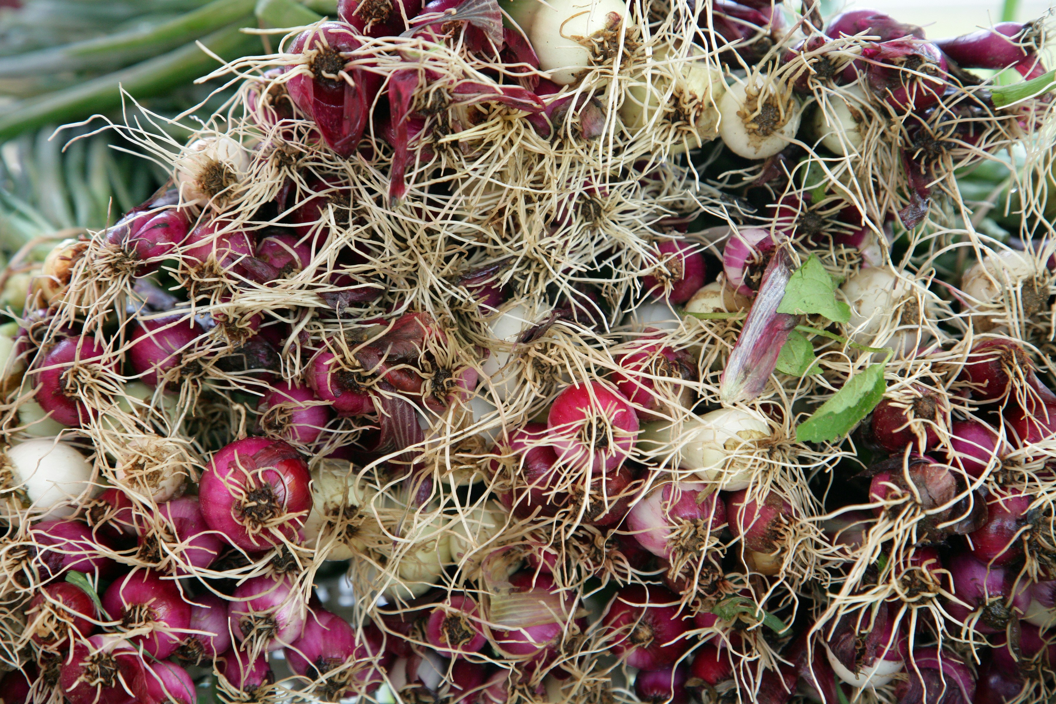 Roots of Flavor: An Onion's Journey