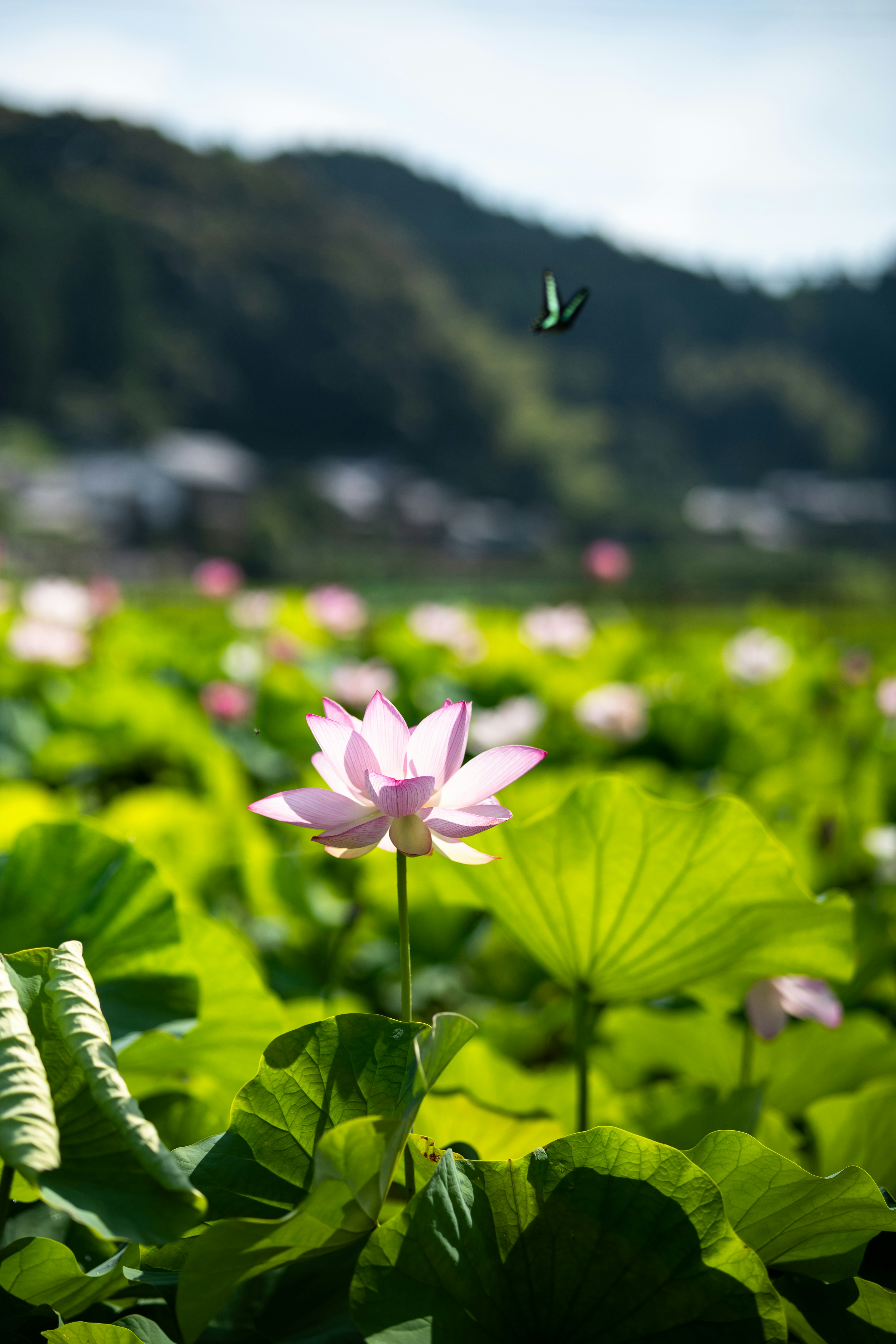 Whispers of Serenity in a Lotus Haven