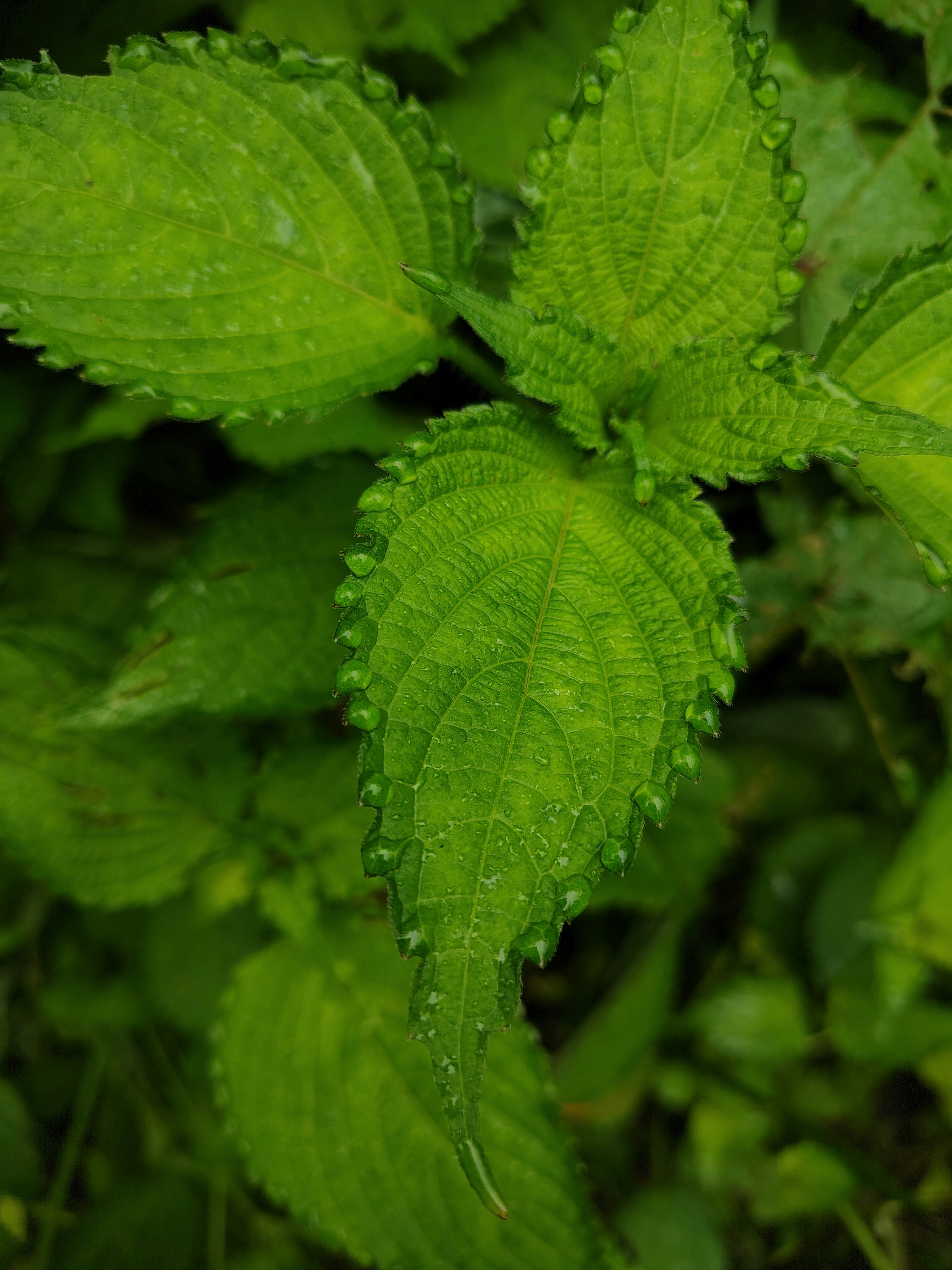 Green leaves are visible up close.