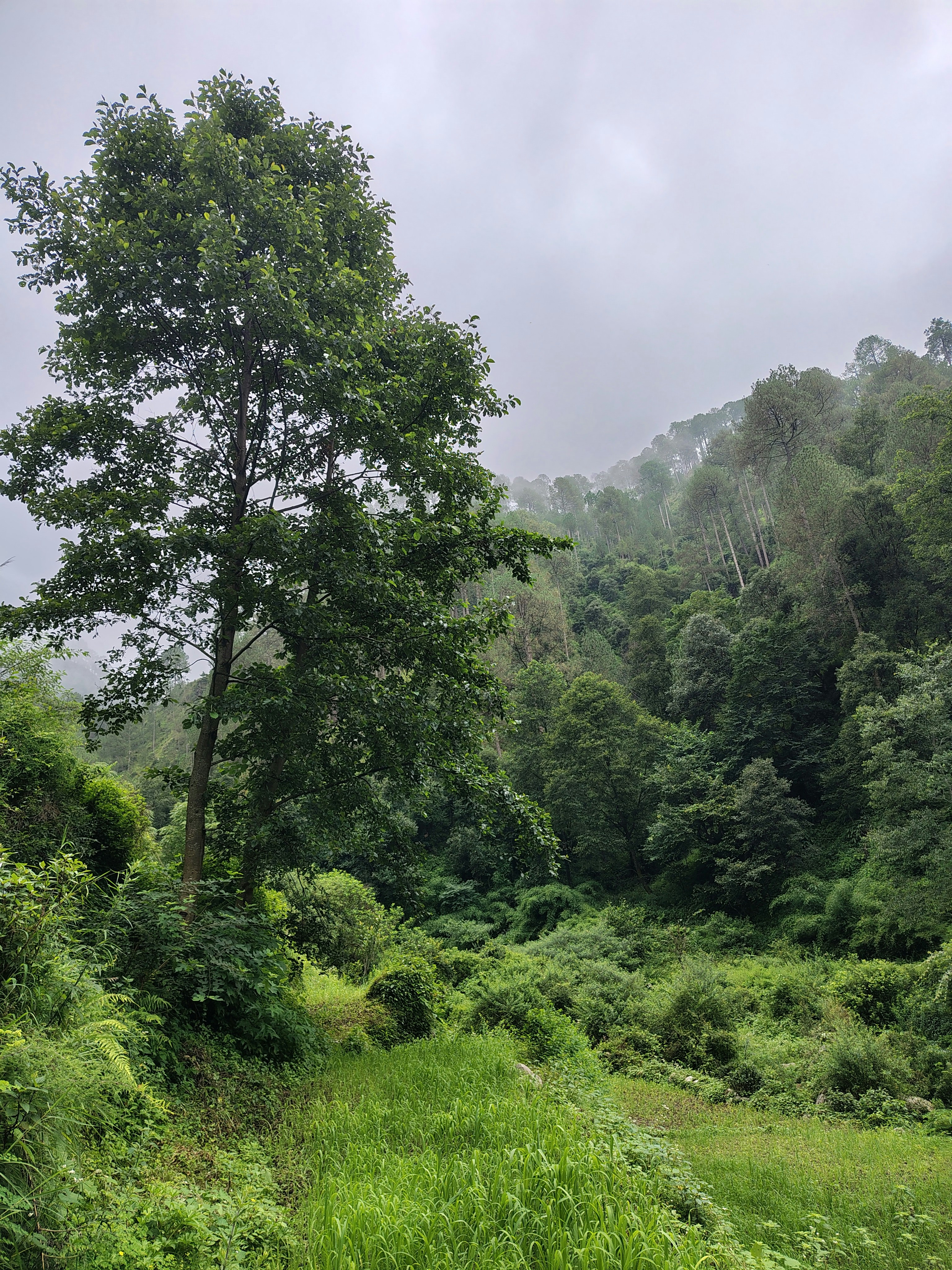 A lush green forest scene under overcast skies.