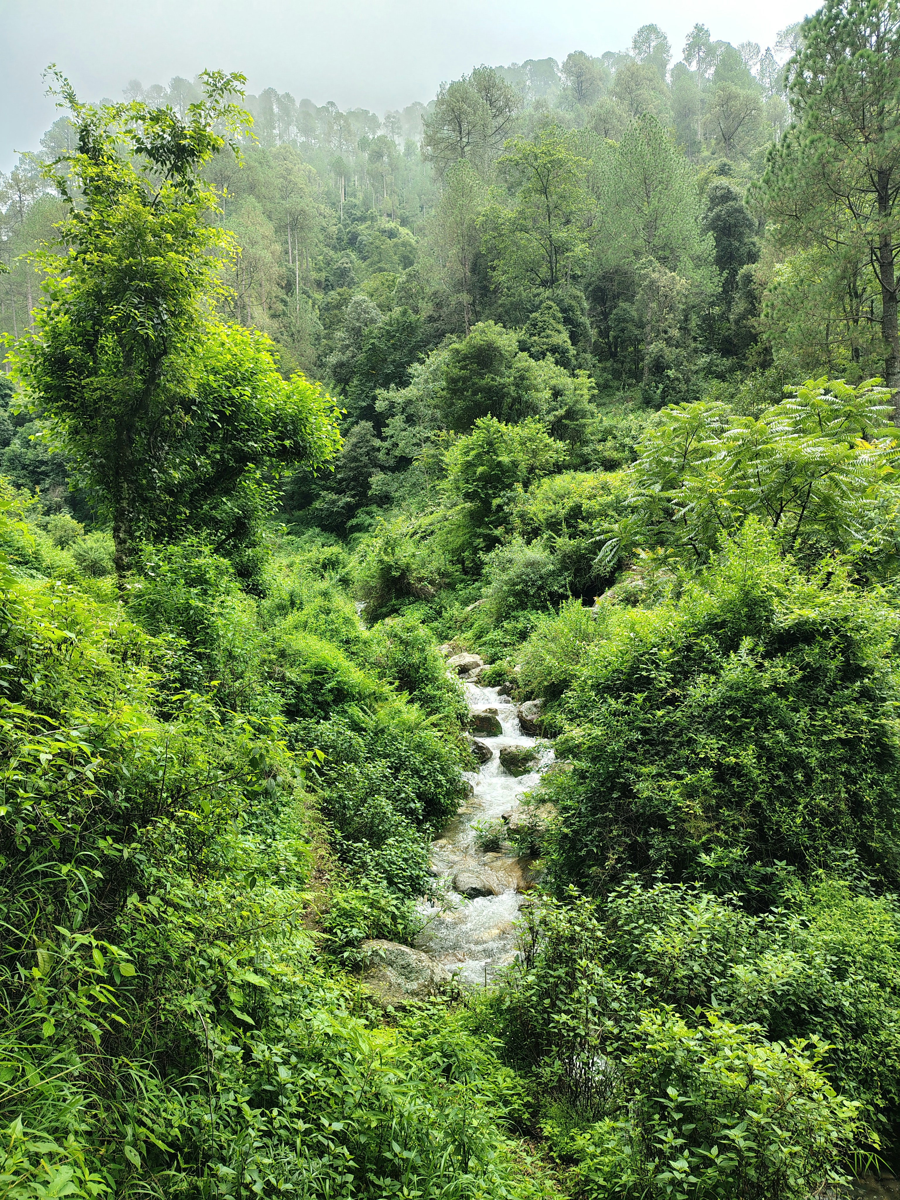 A lush green forest with a flowing stream.