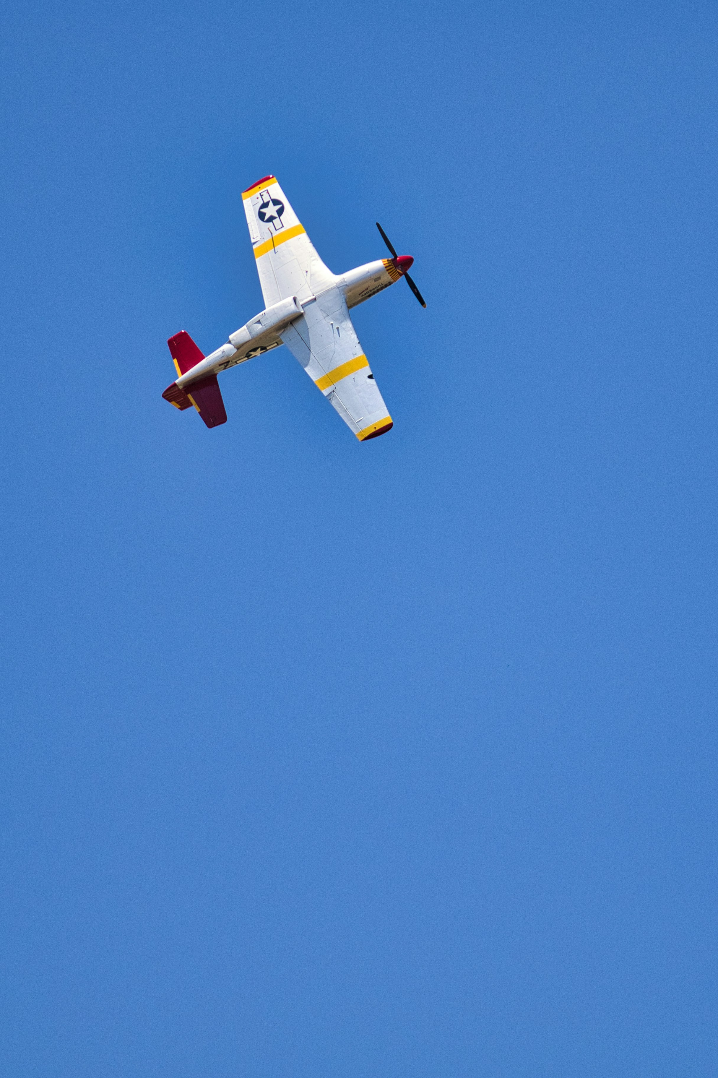 Skyward Soar: The Dance of Flight