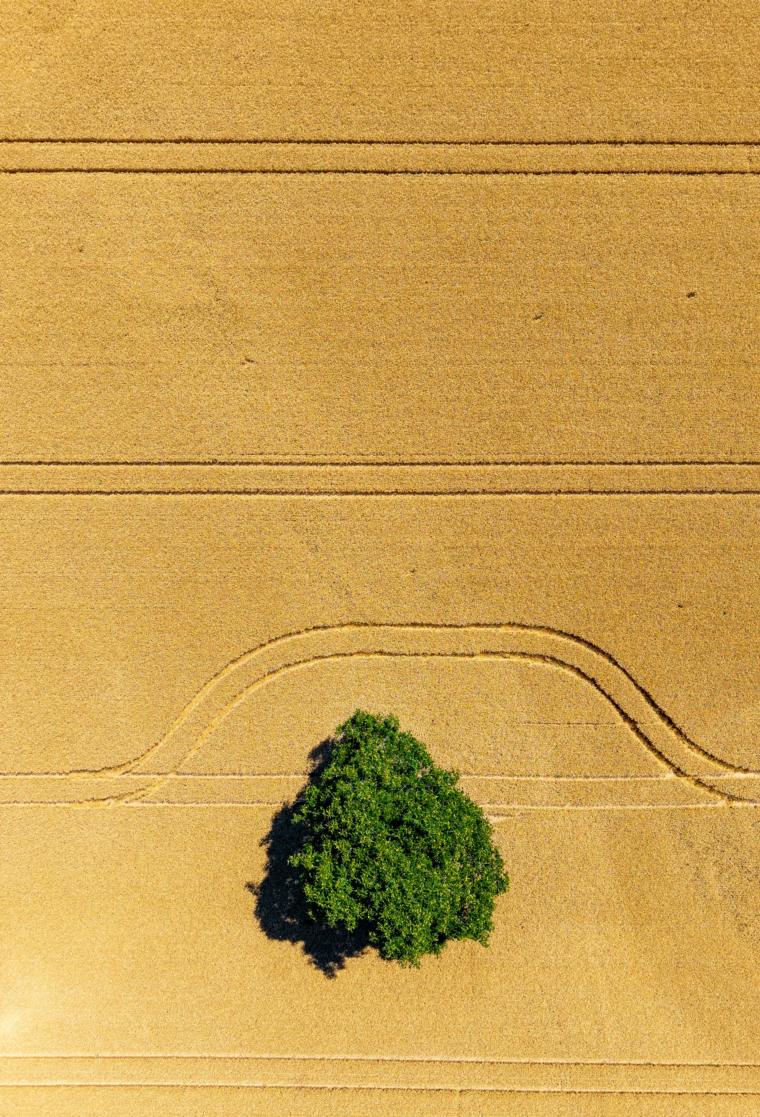 An aerial view of a golden wheat field with a single green tree surrounded by visible crop lines and tractor tracks forming patterns in the cultivated farmland. | A solitary tree stands in a golden field.