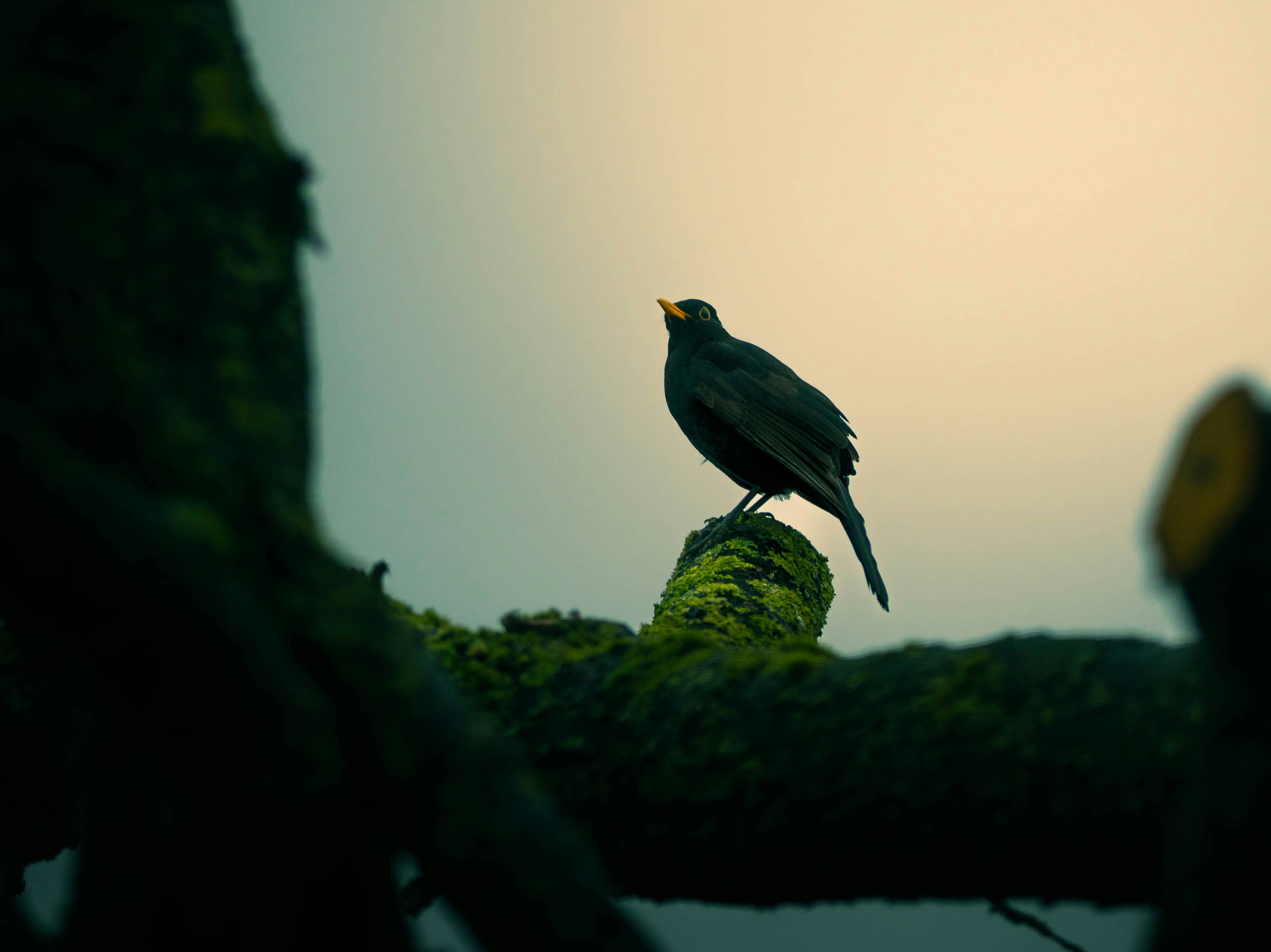 A black bird sings on a mossy branch.