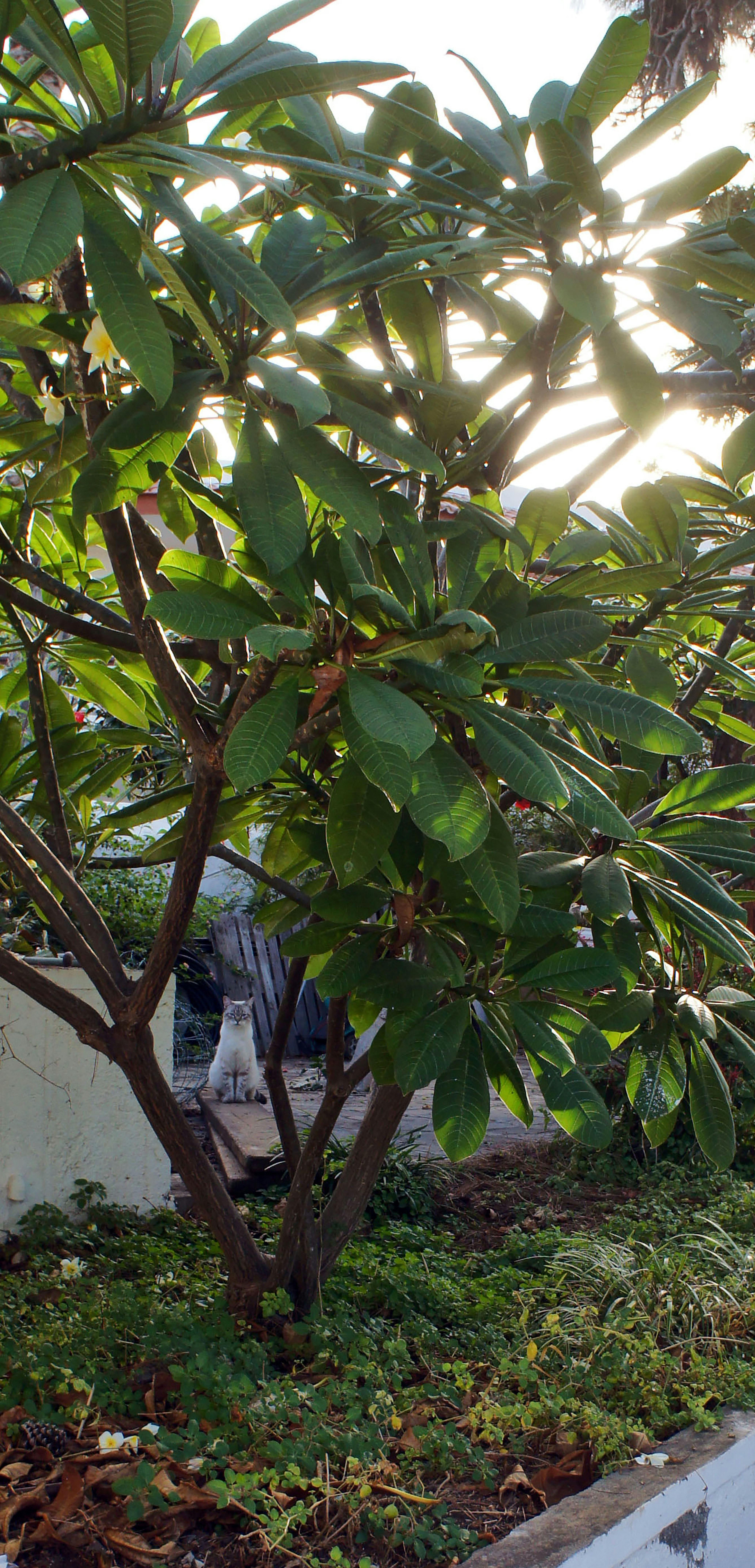 Whispers of Nature: A Serene Garden Encounter