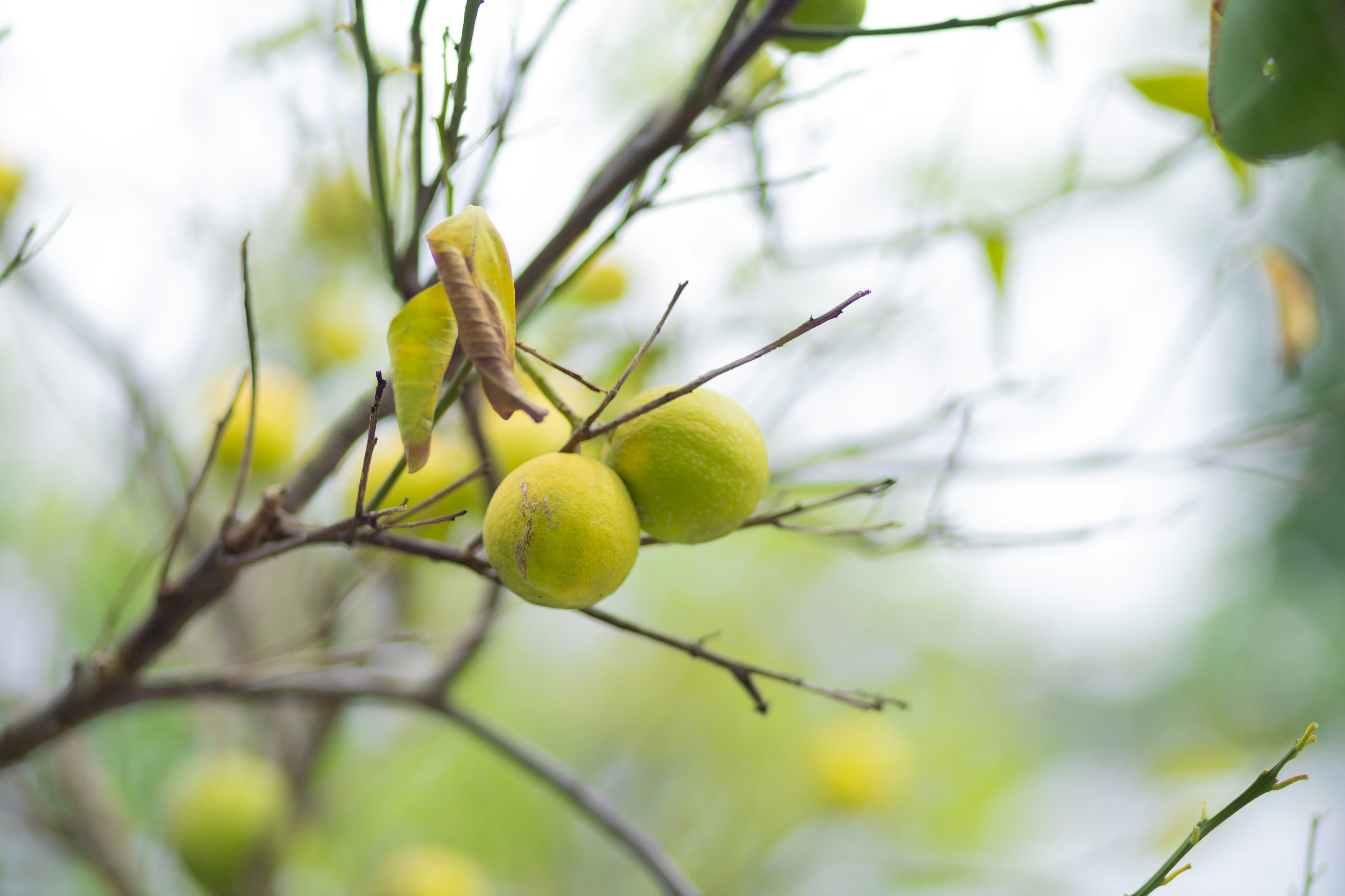 Lime-Bud Cluster on a Gnarled Branch in Soft Focus