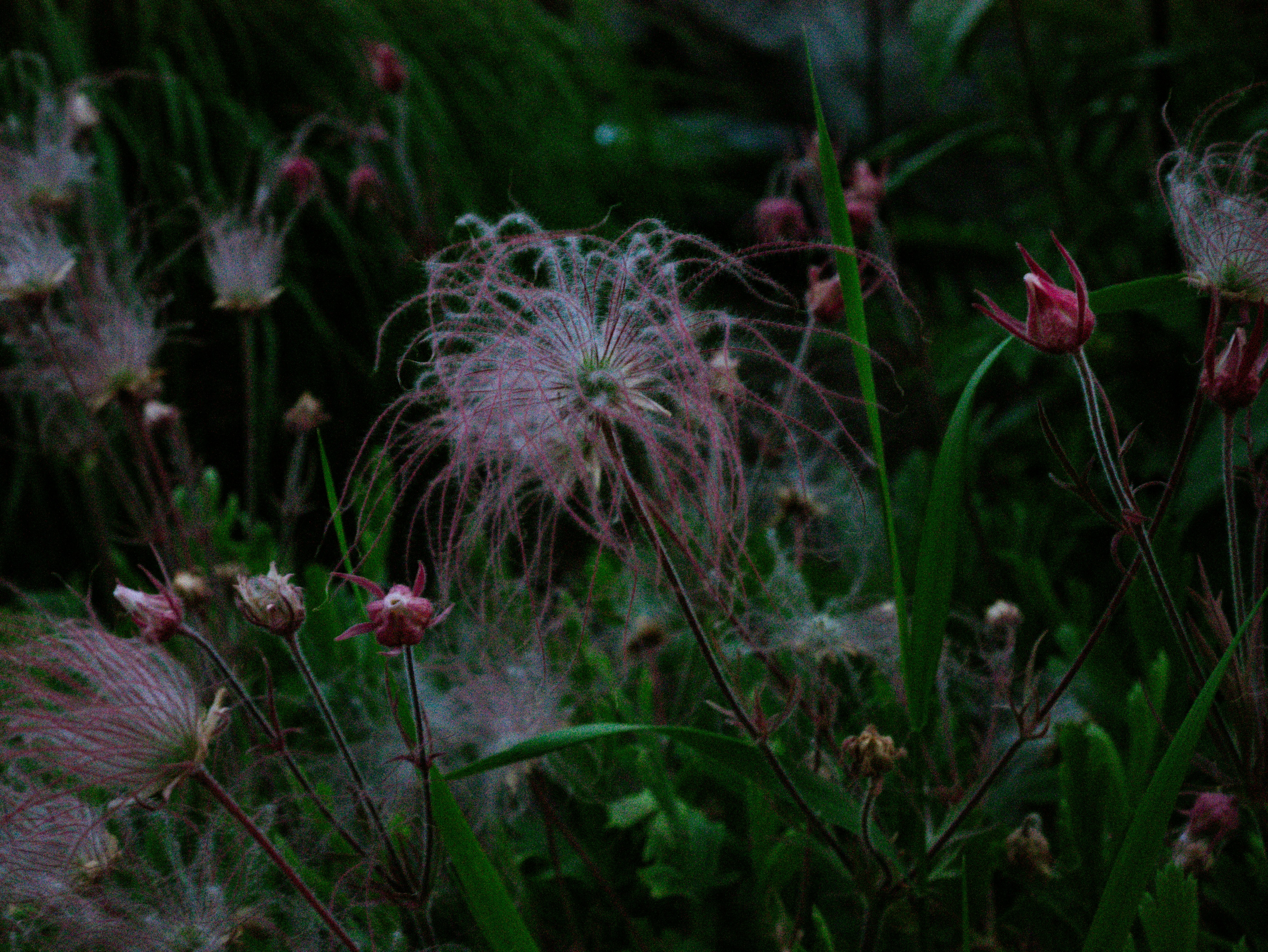 Whispers of the Night Garden