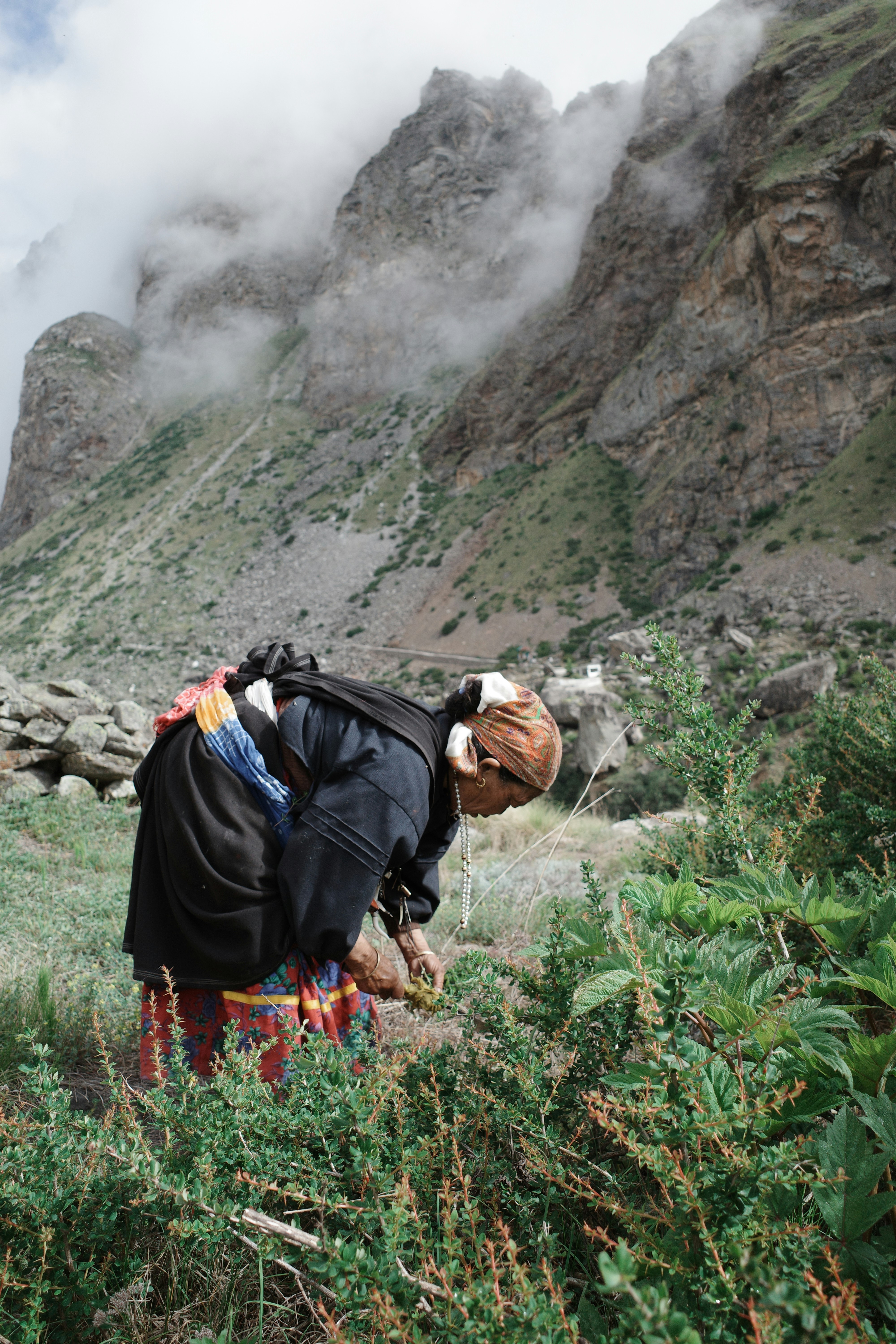 Harvesting Tradition Amidst Majestic Peaks