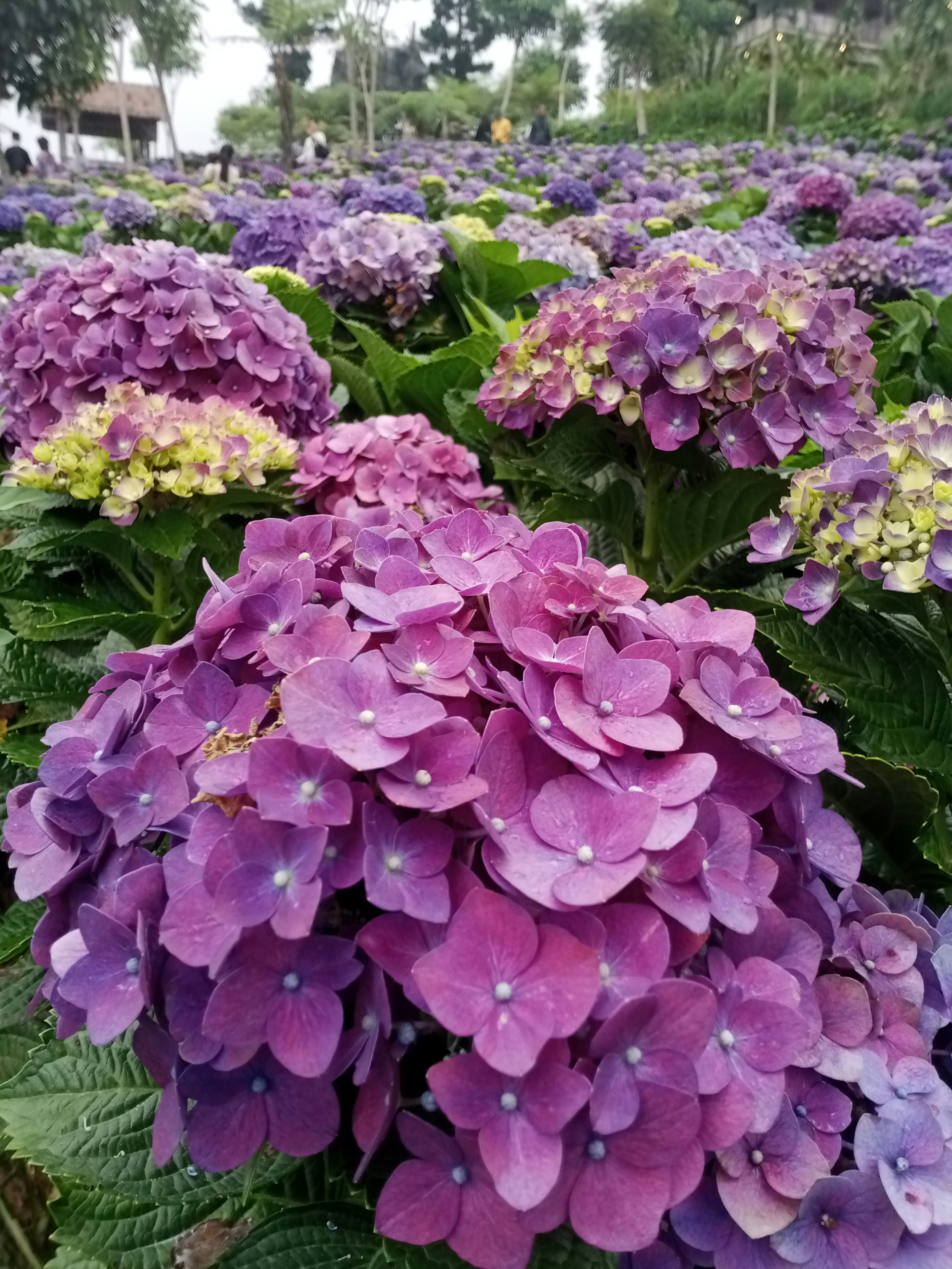 Un campo de hermosas hortensias moradas. foto – Imagen gratuita en Unsplash