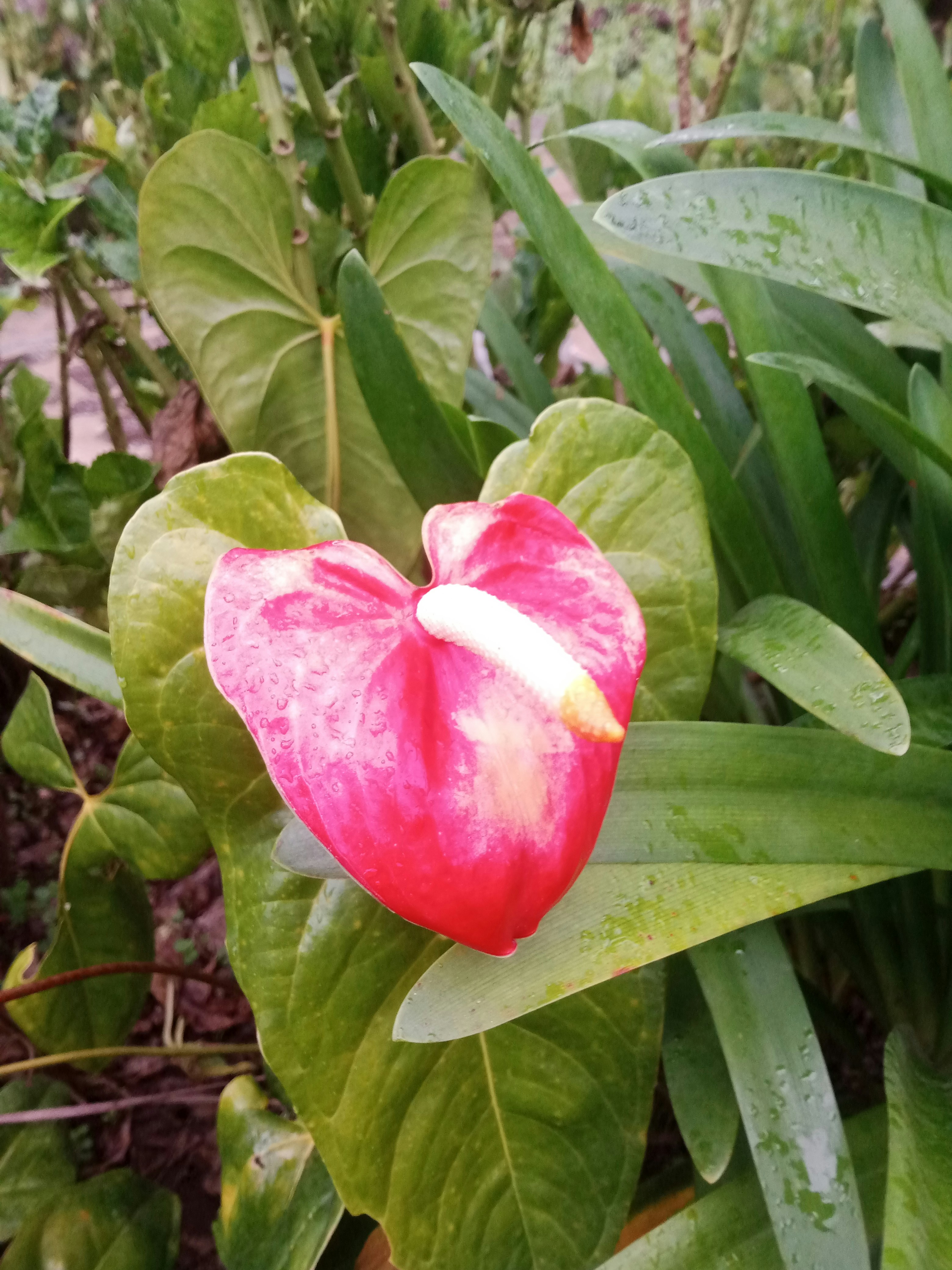 Vibrant Blossom Amidst Lush Greenery