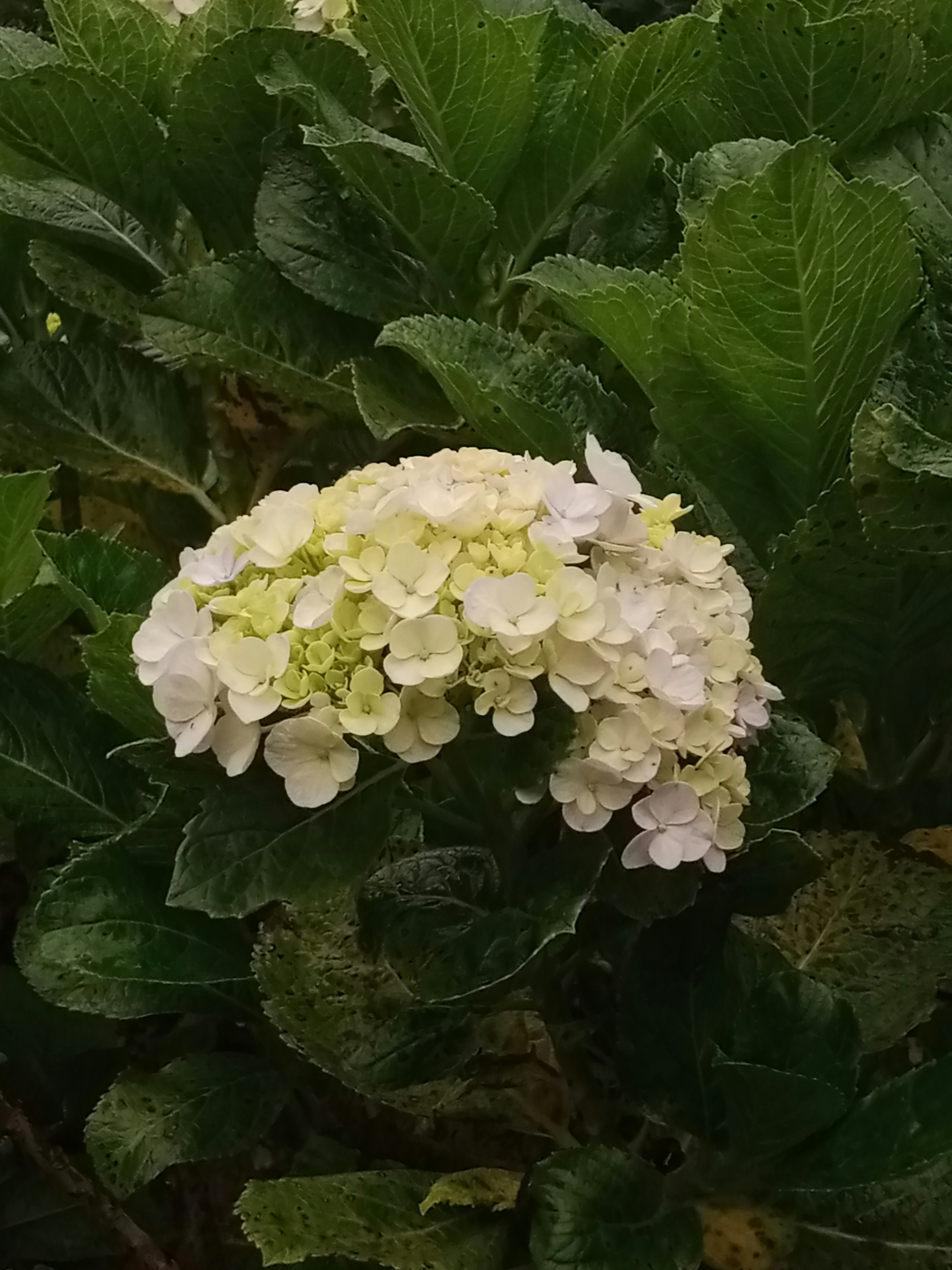 Whispers of Spring: A Floral Embrace