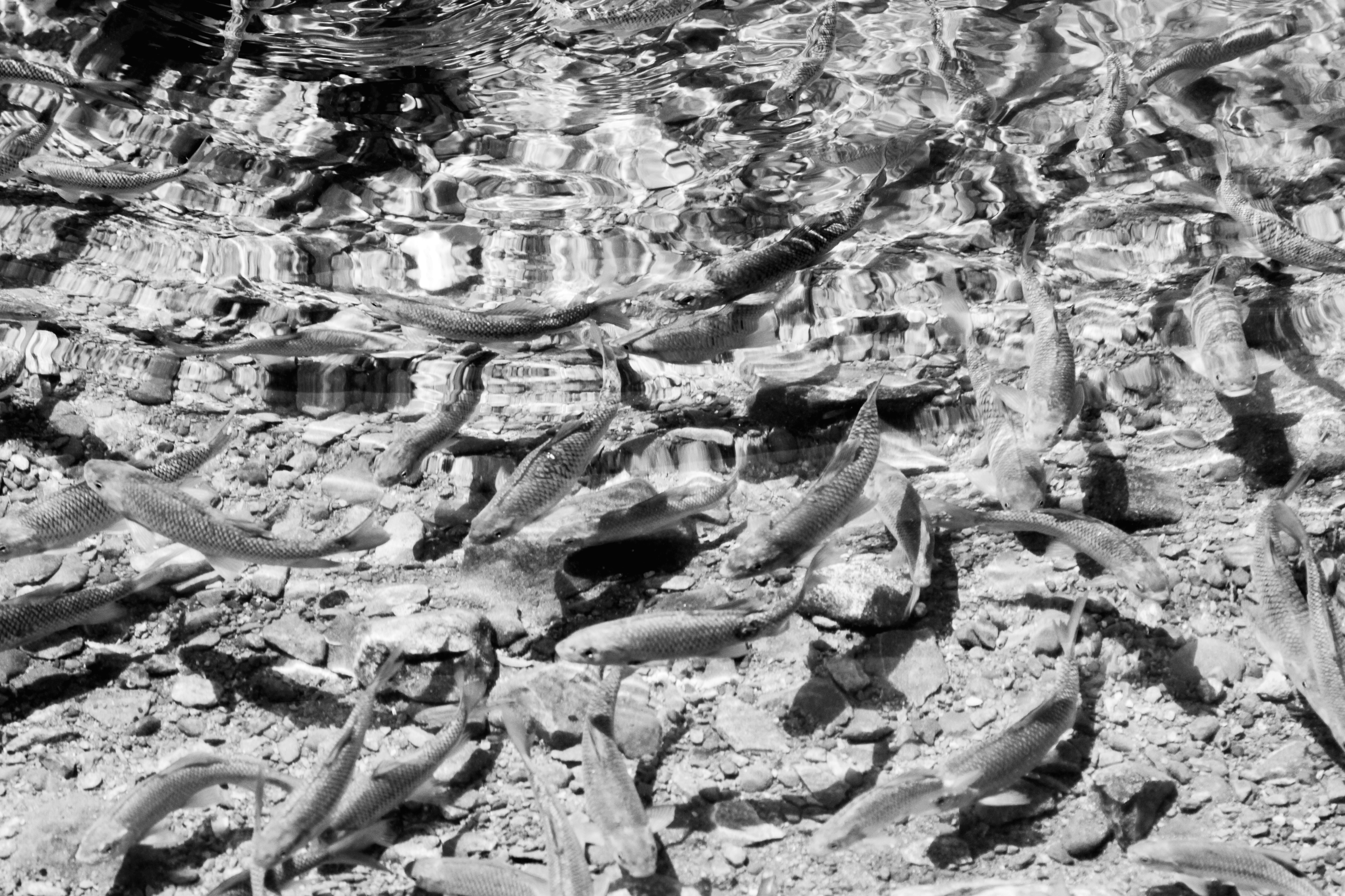 Fish swim in clear, shallow water.