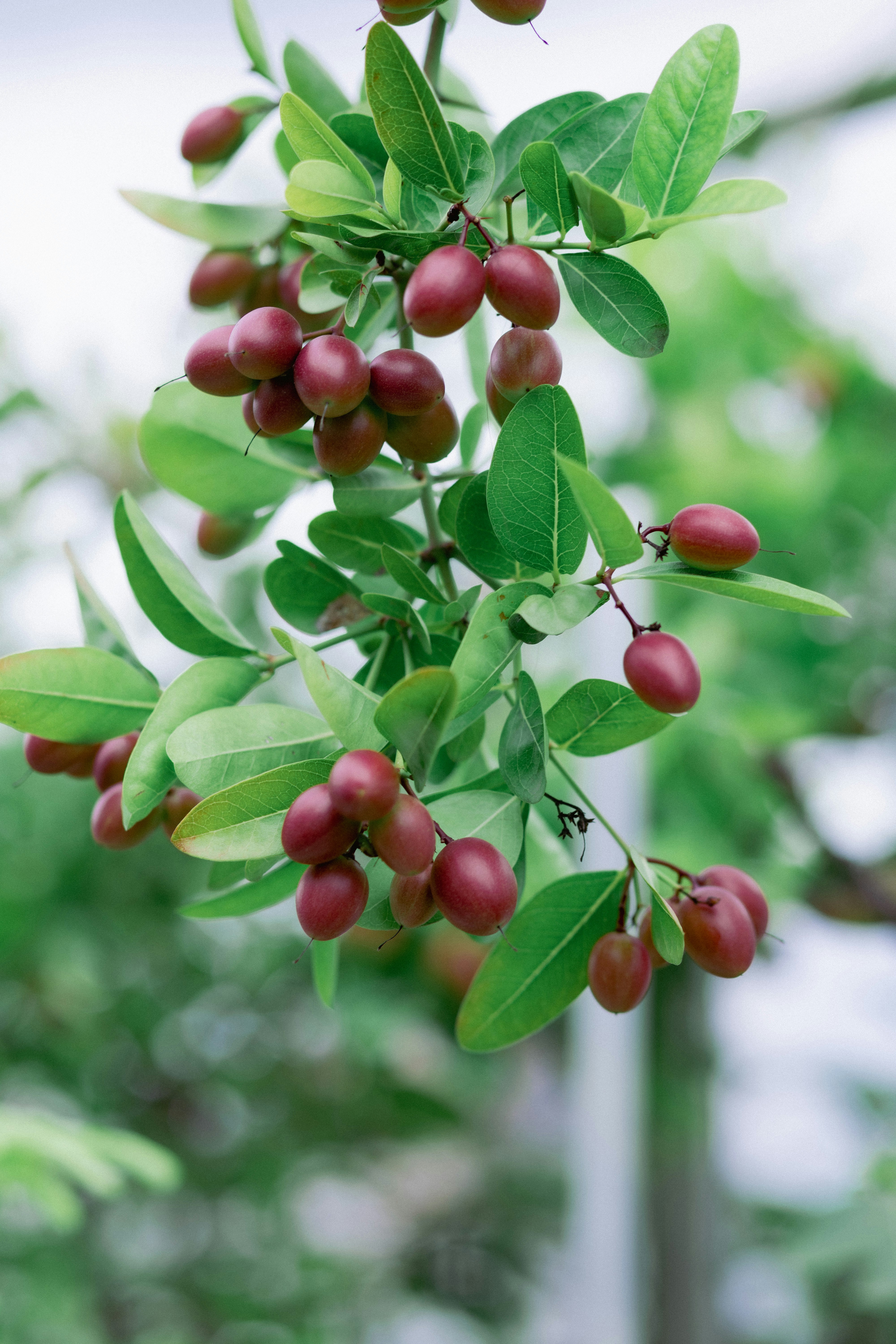 Nature's Jewel: The Fruitful Embrace