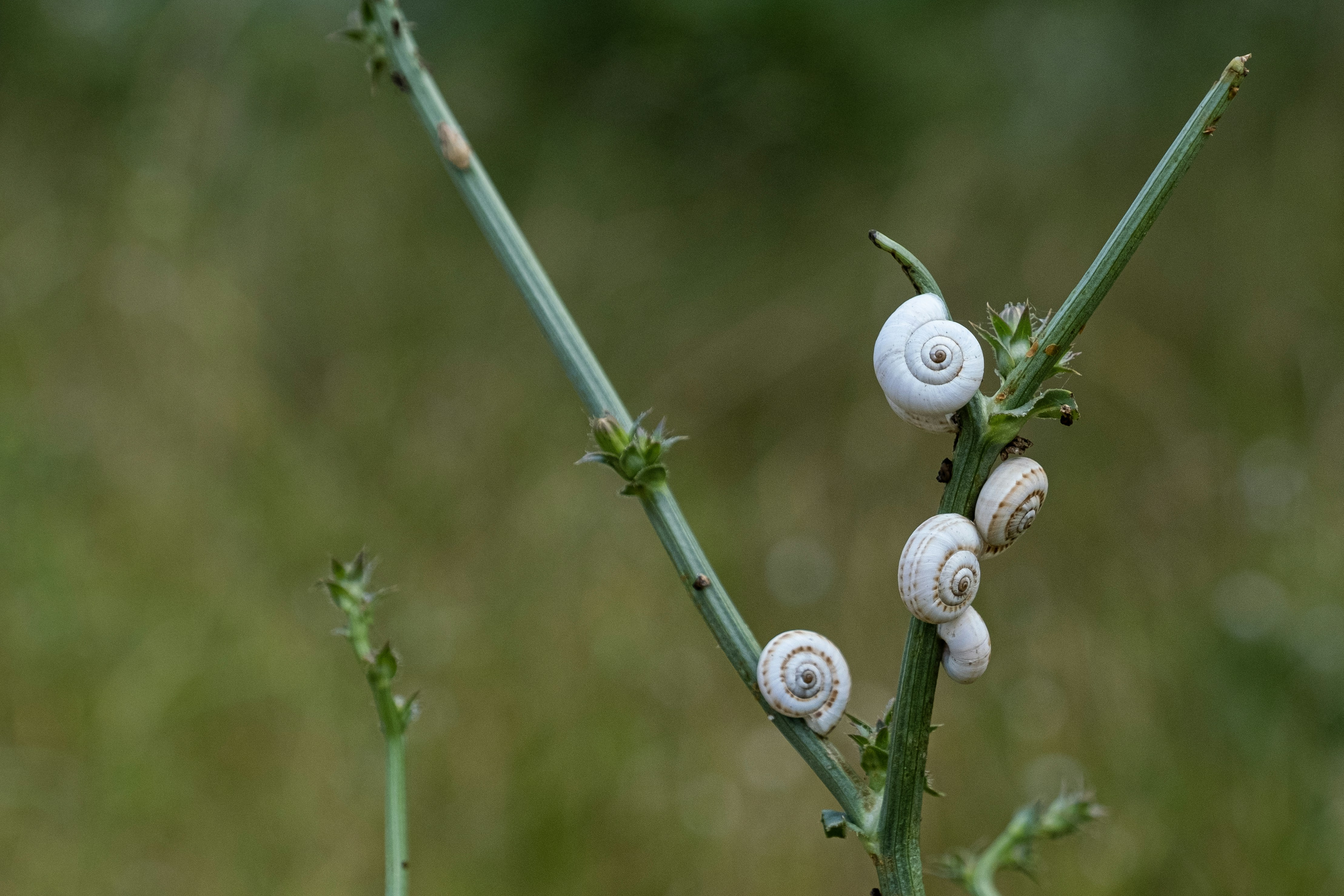 Curious Snails Cling to Thorned Stems in Soft Meadow Light