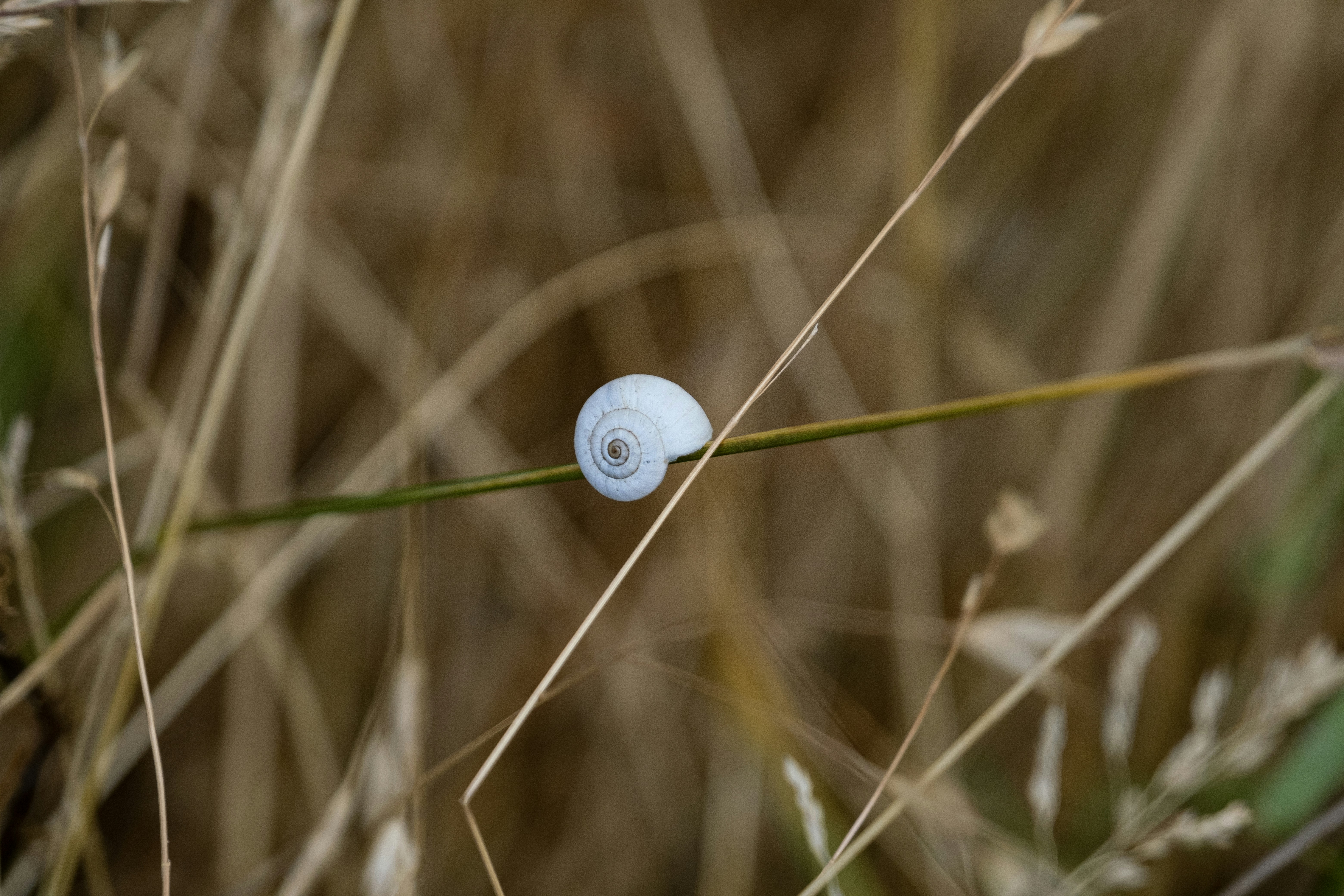 Cobalt spiral on a blade of grass: a quiet moment in a sunlit field