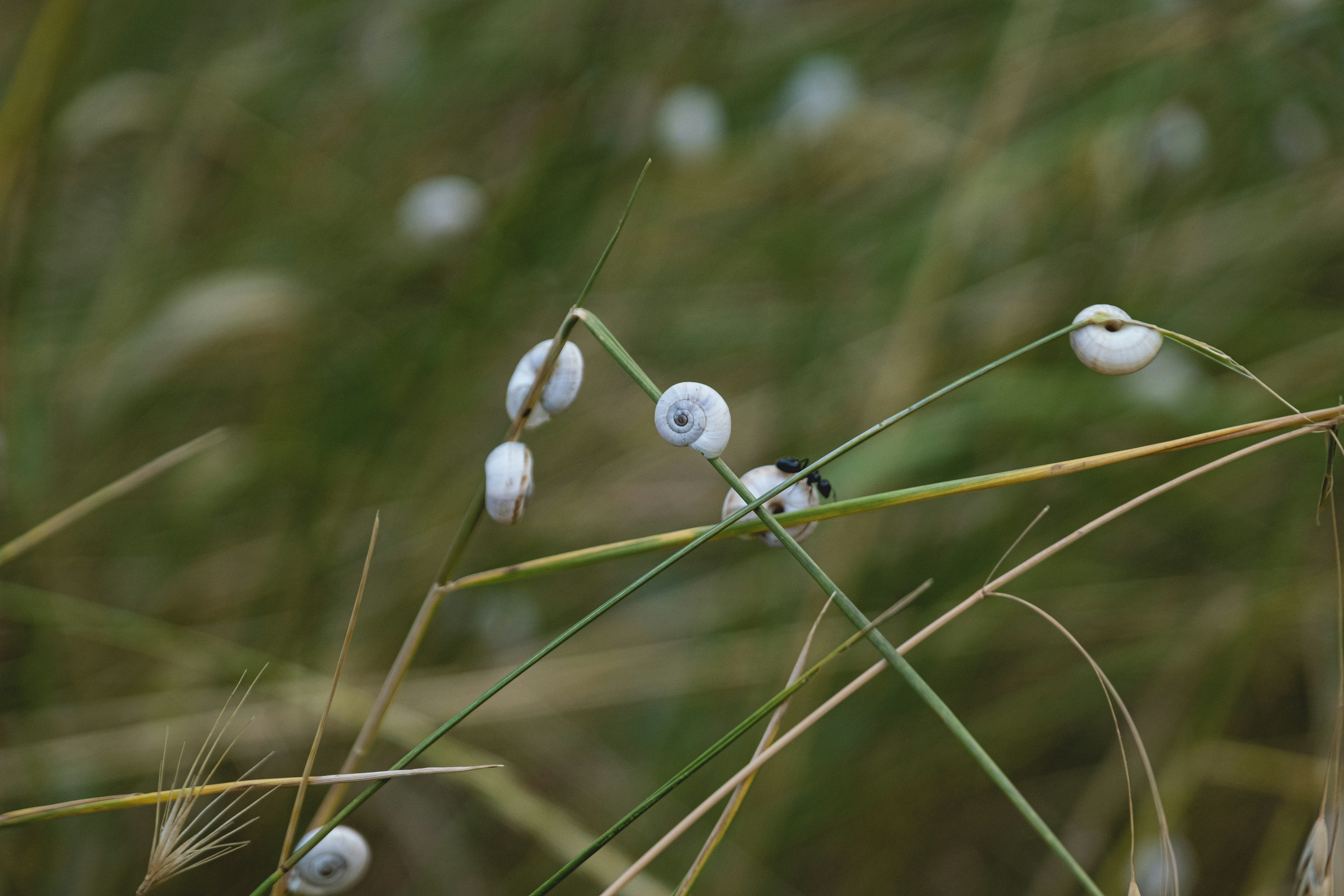 Delicate seed heads weaving through sunlit grass
