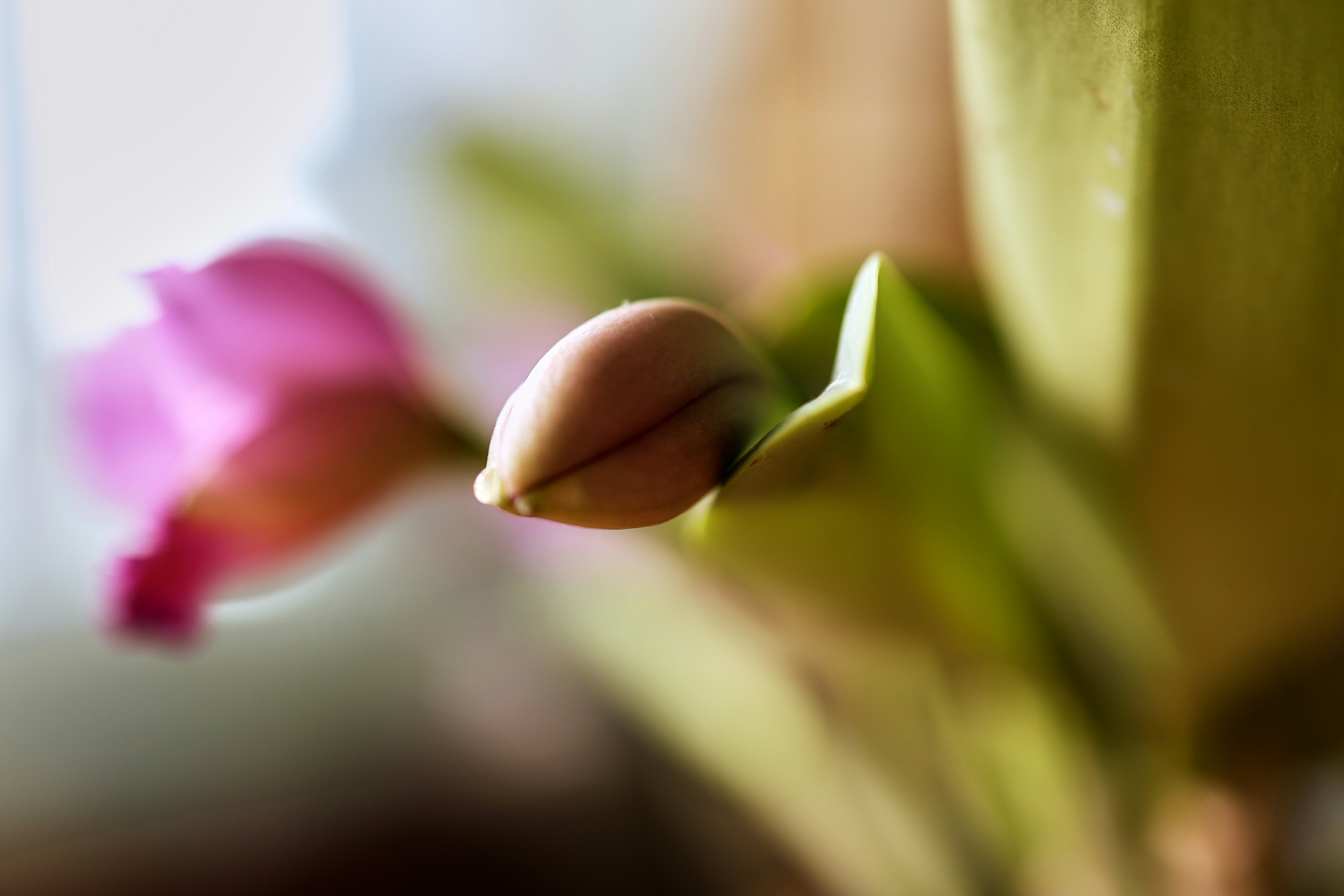 The Gentle Awakening of a Tulip Bud
