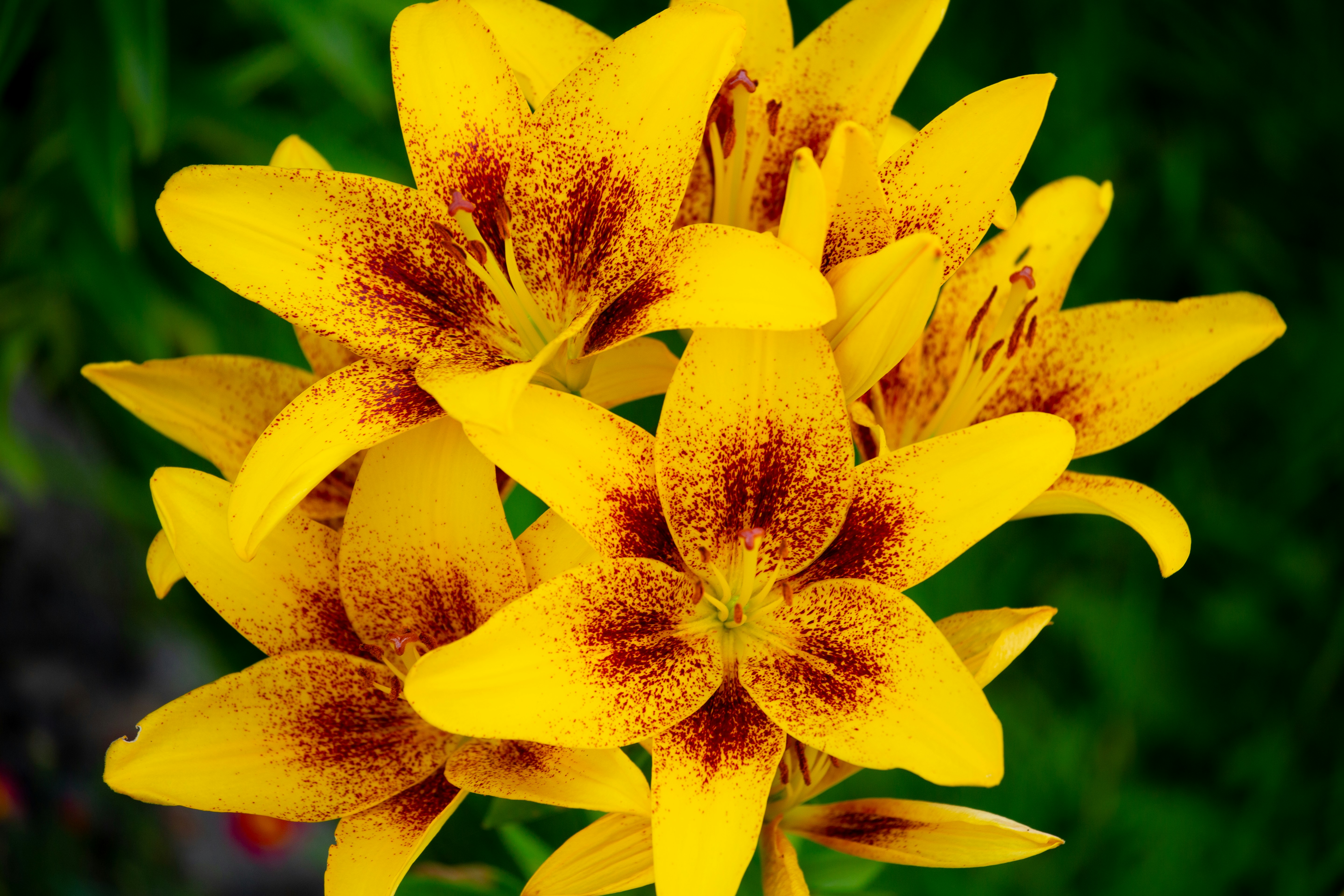 Golden Blossoms in Harmony