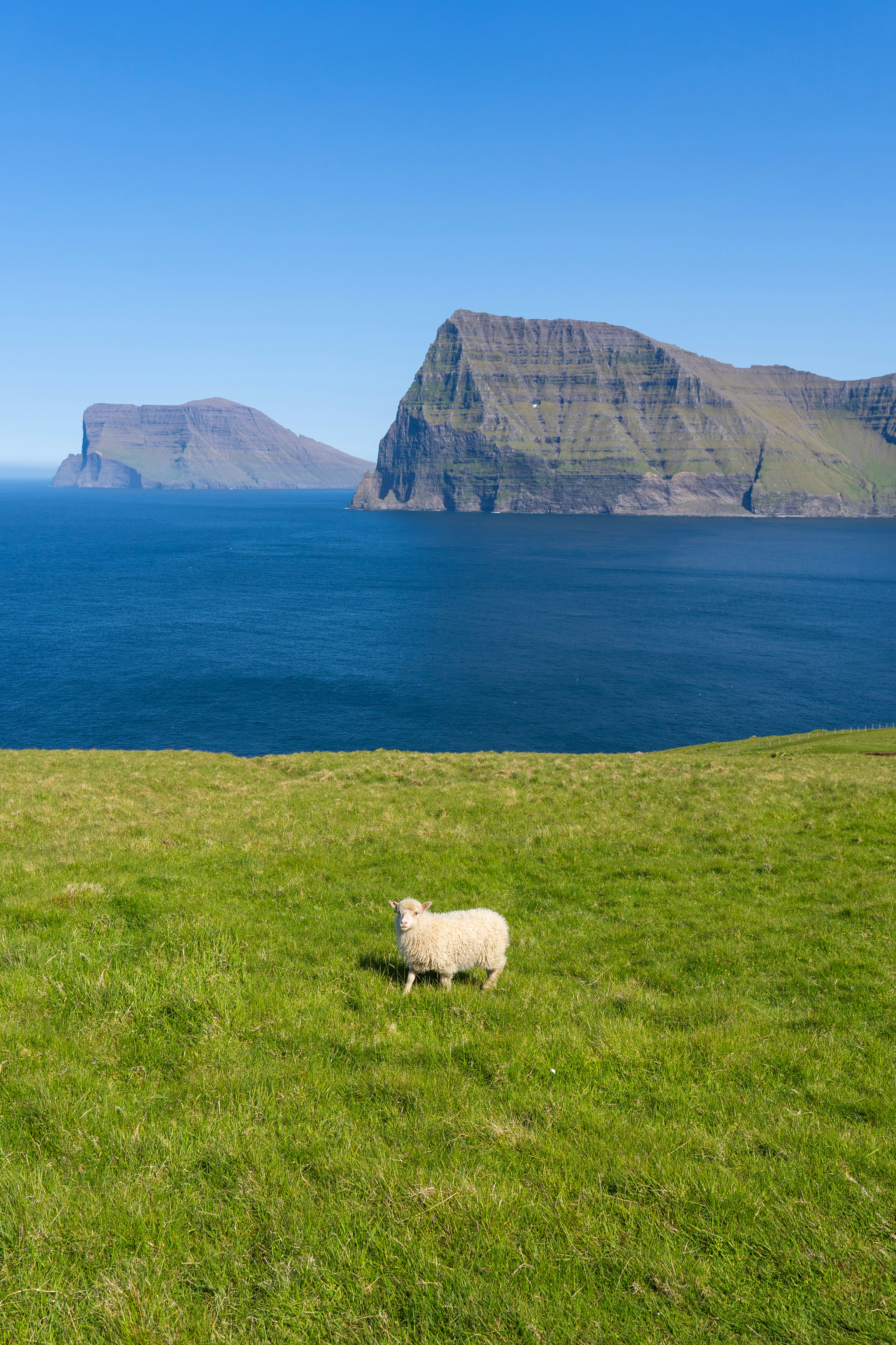 A lone sheep enjoys the sunshine on a lush green hilltop, overlooking the deep blue Atlantic and the dramatic cliffs of the Faroe Islands. It’s the kind of peaceful moment that makes you want to breathe a little deeper and stay a little longer. The stillness, the light, the simplicity. | A sheep grazes in front of majestic cliffs.