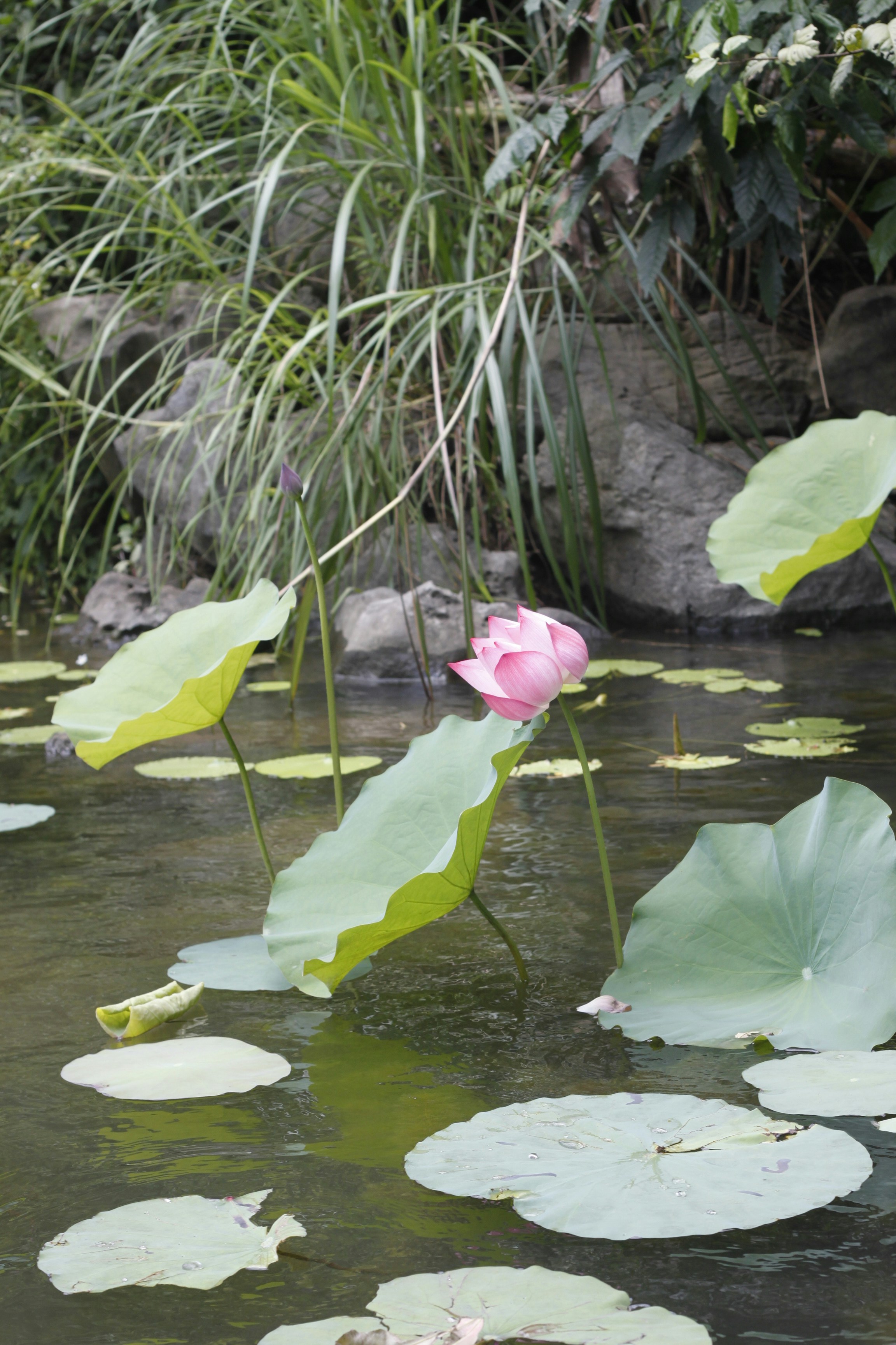 Serenity in Bloom: The Lotus Awakens