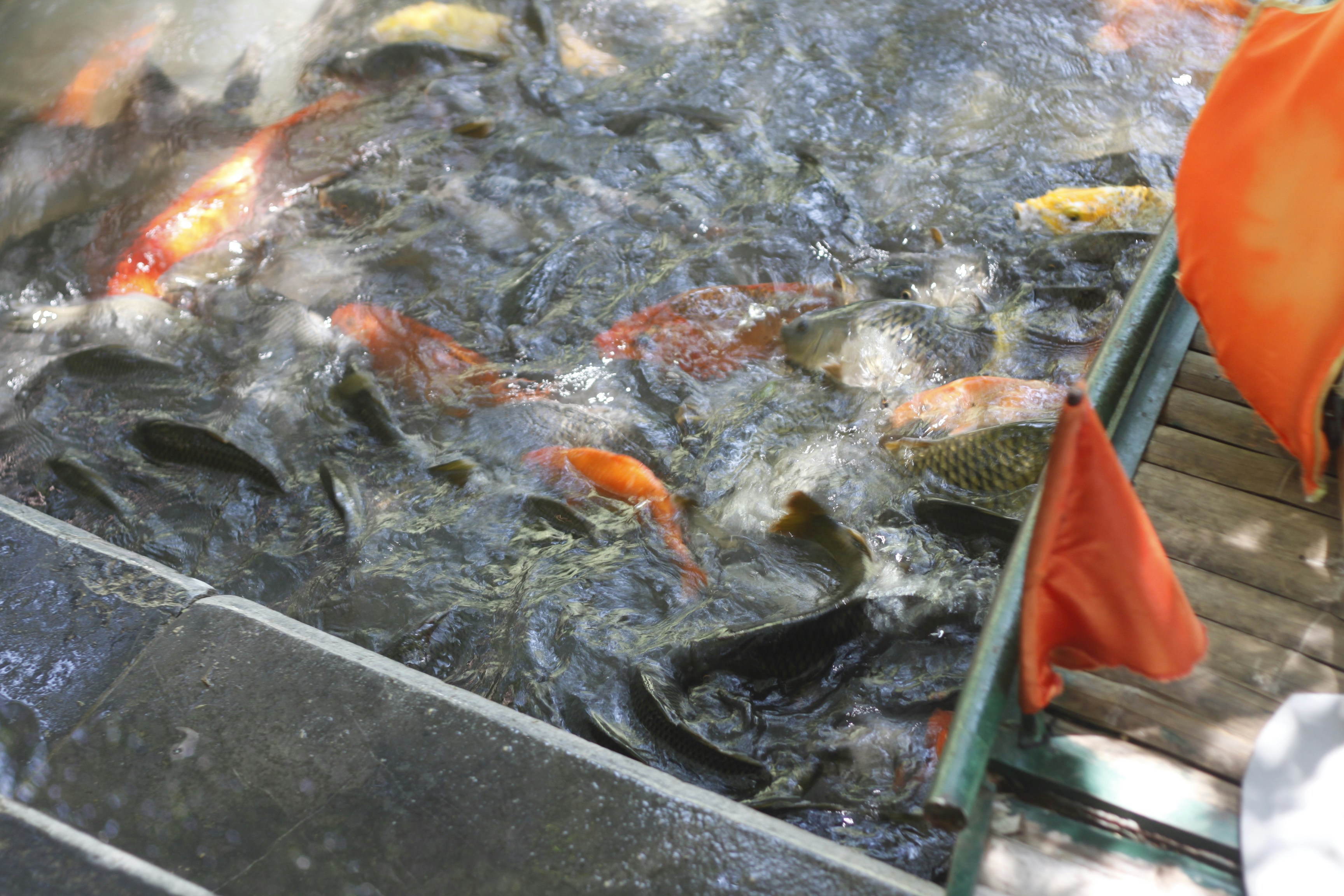Harmony in Motion: The Dance of Koi