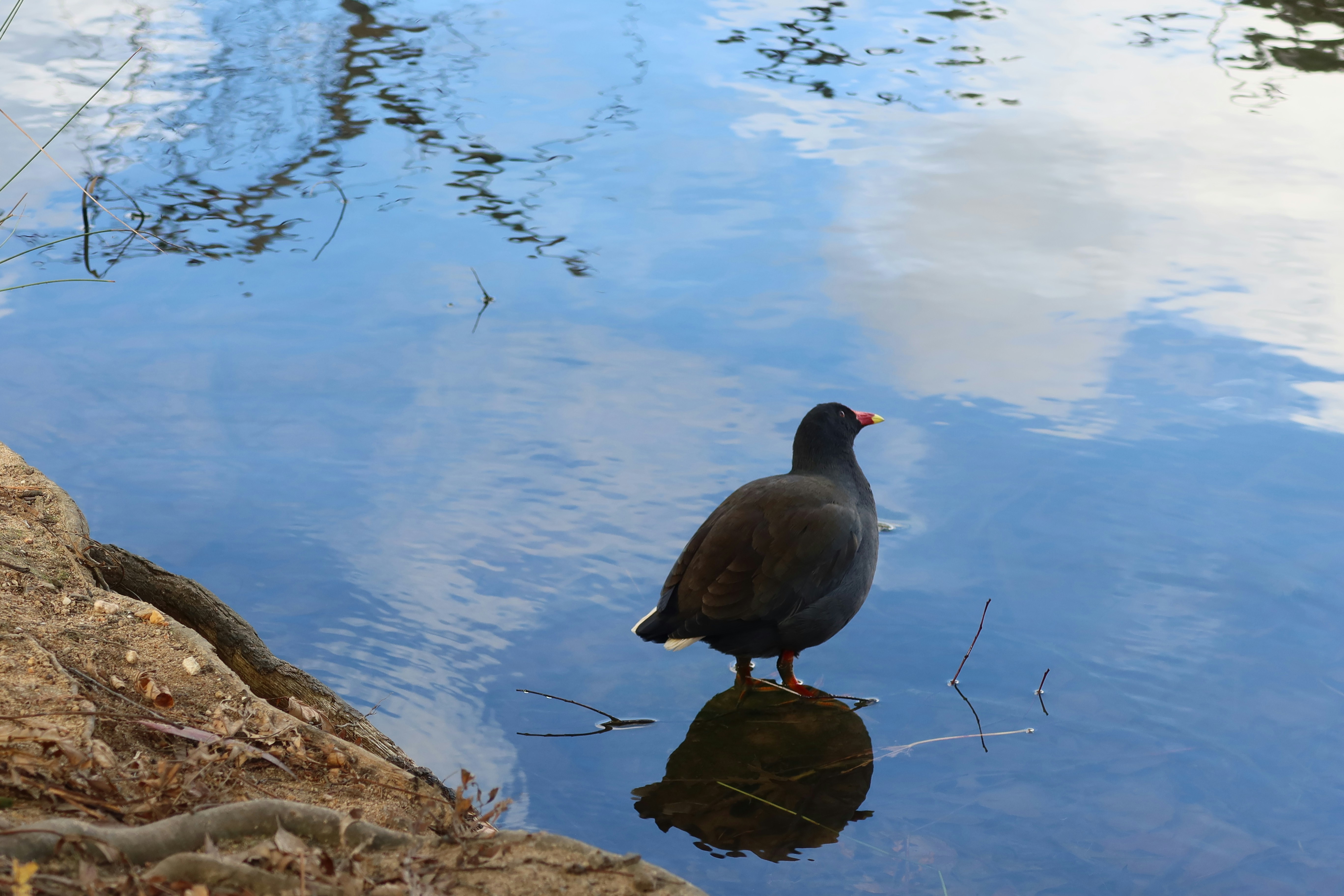 Moorhen's Reflection by the Water's Edge