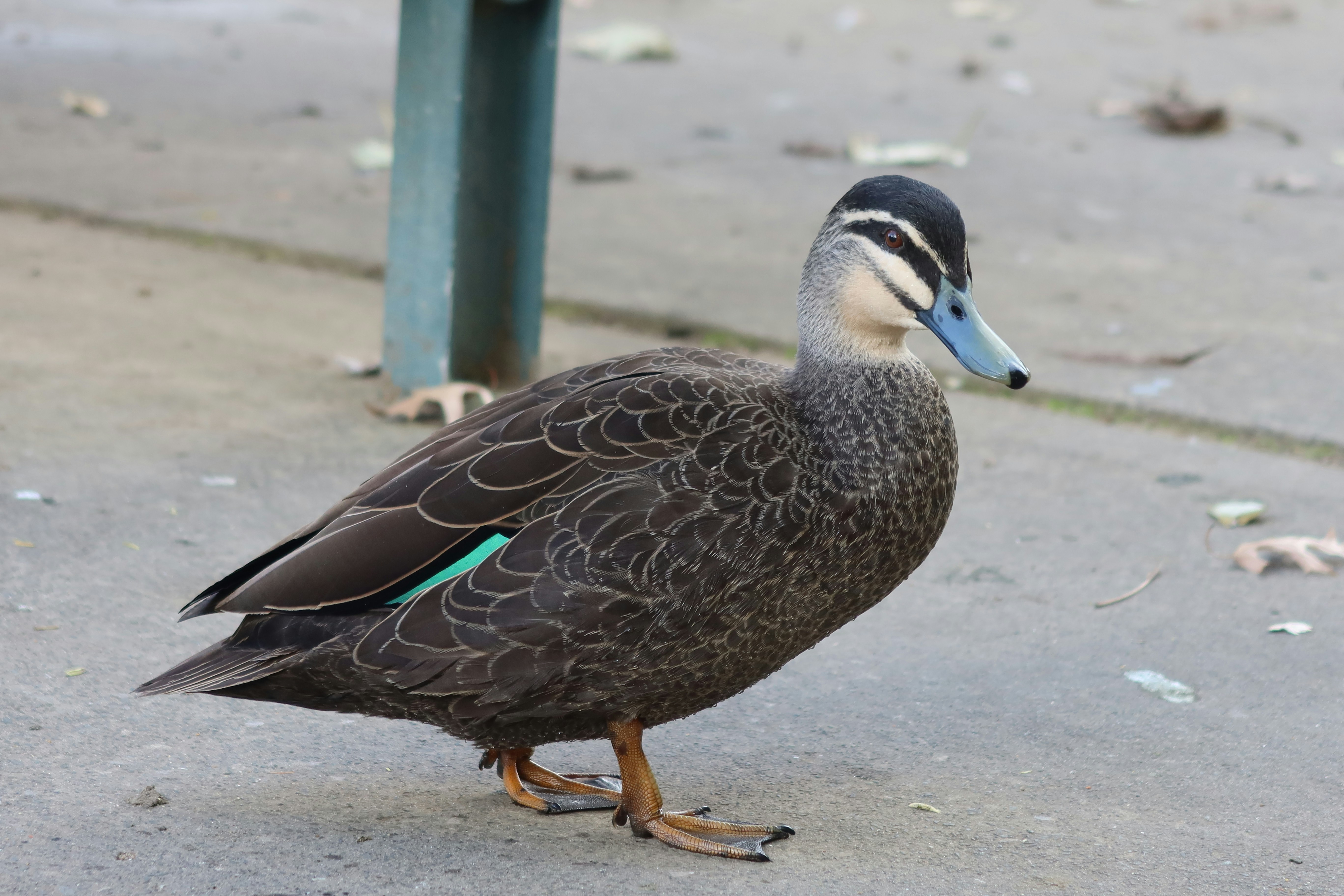 Graceful Waterfowl: A Study in Natural Elegance