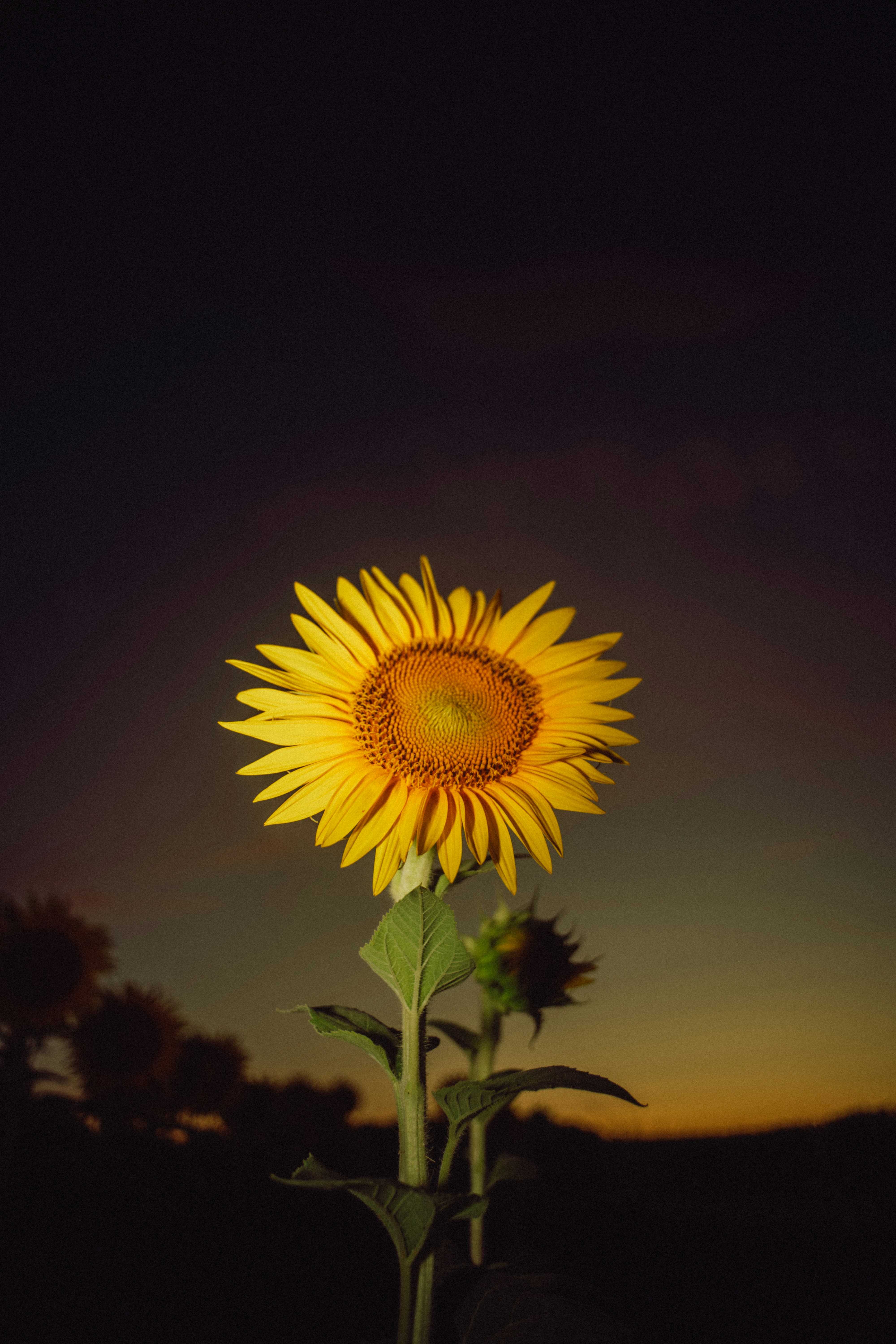 A bright sunflower stands tall against a sunset. photo – Free Sunset Image on Unsplash