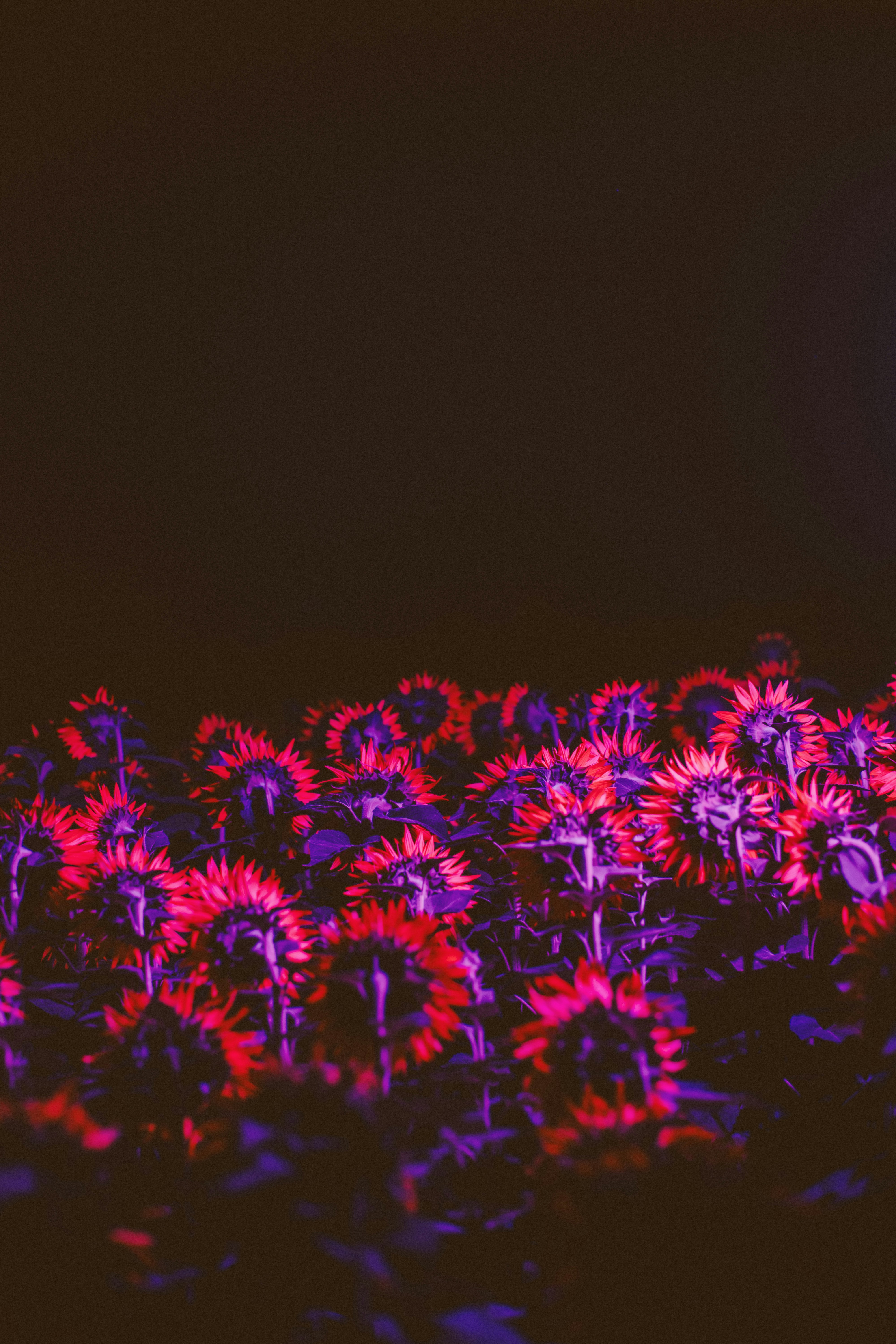 Sunflowers glow brightly under a dark sky.