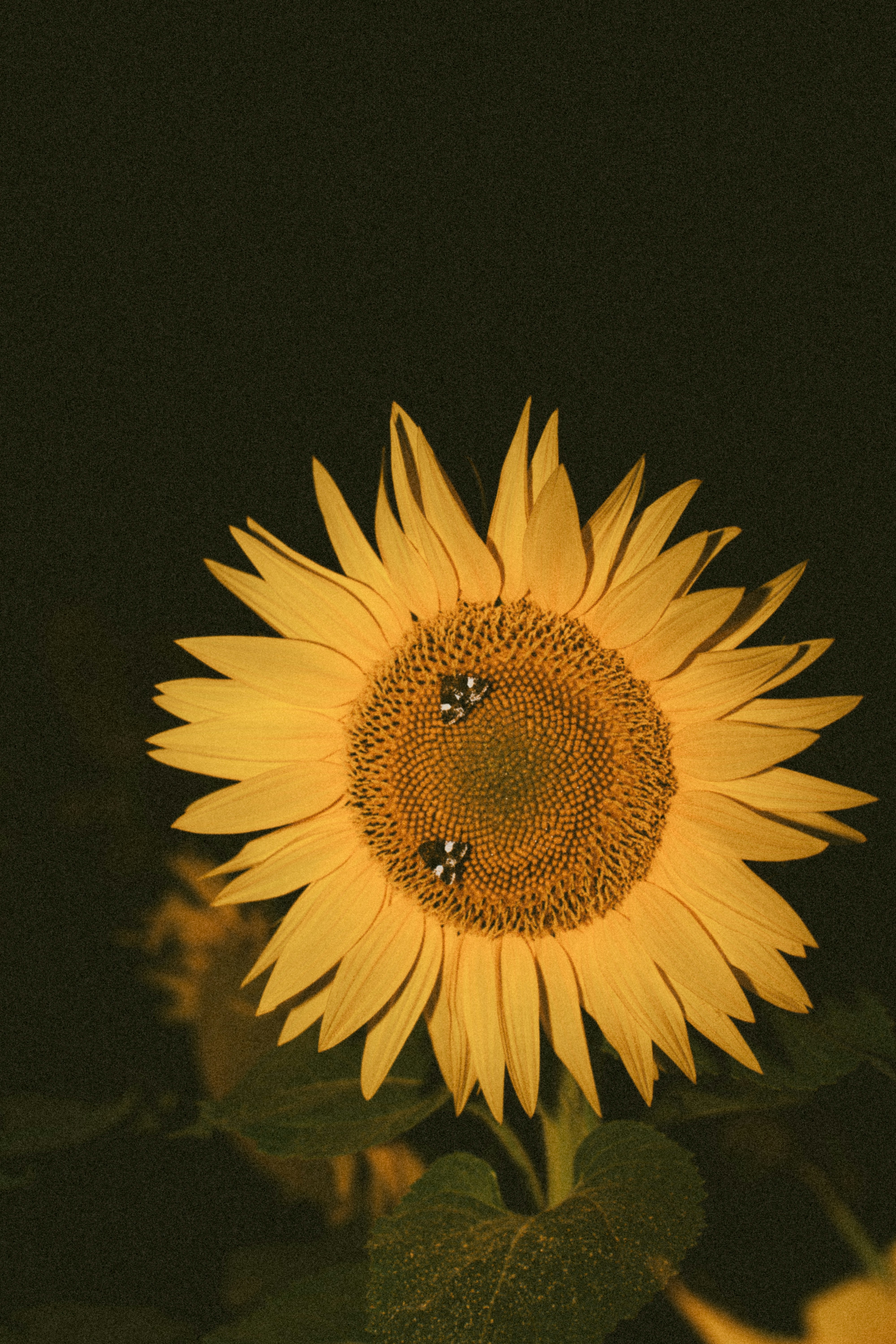 Nocturnal Pollinators: A Sunflower's Evening Dance