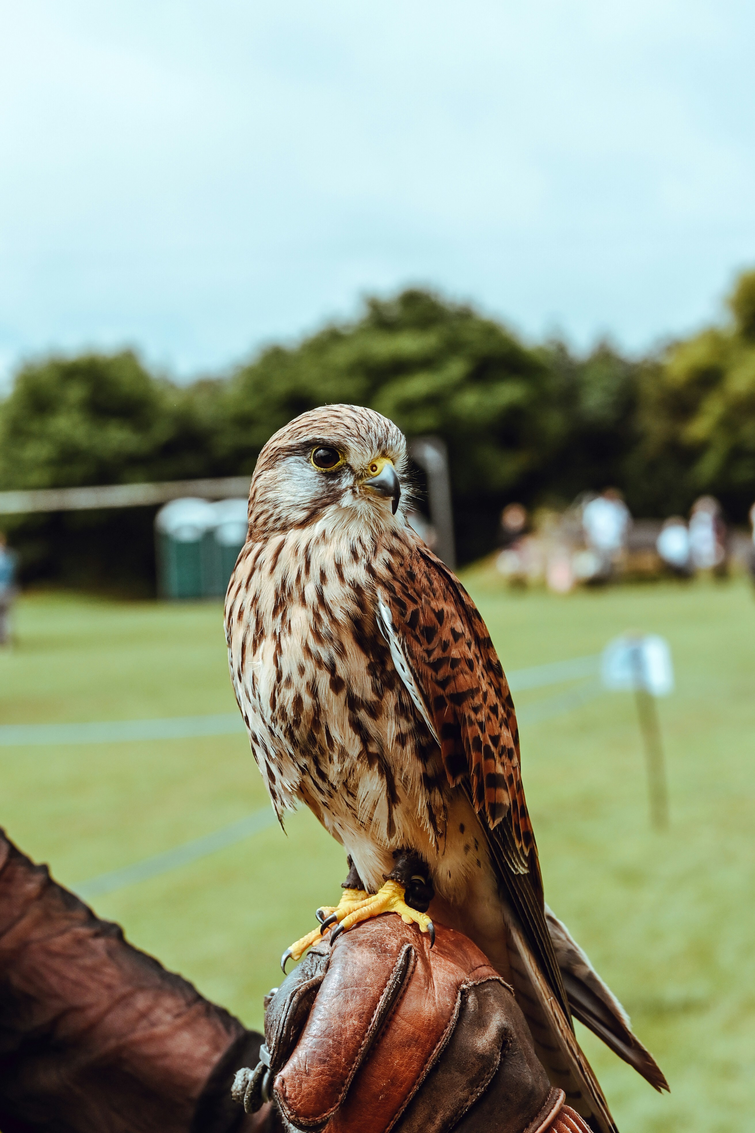 A falcon perches on a gloved hand. photo – Free Bird Image on Unsplash
