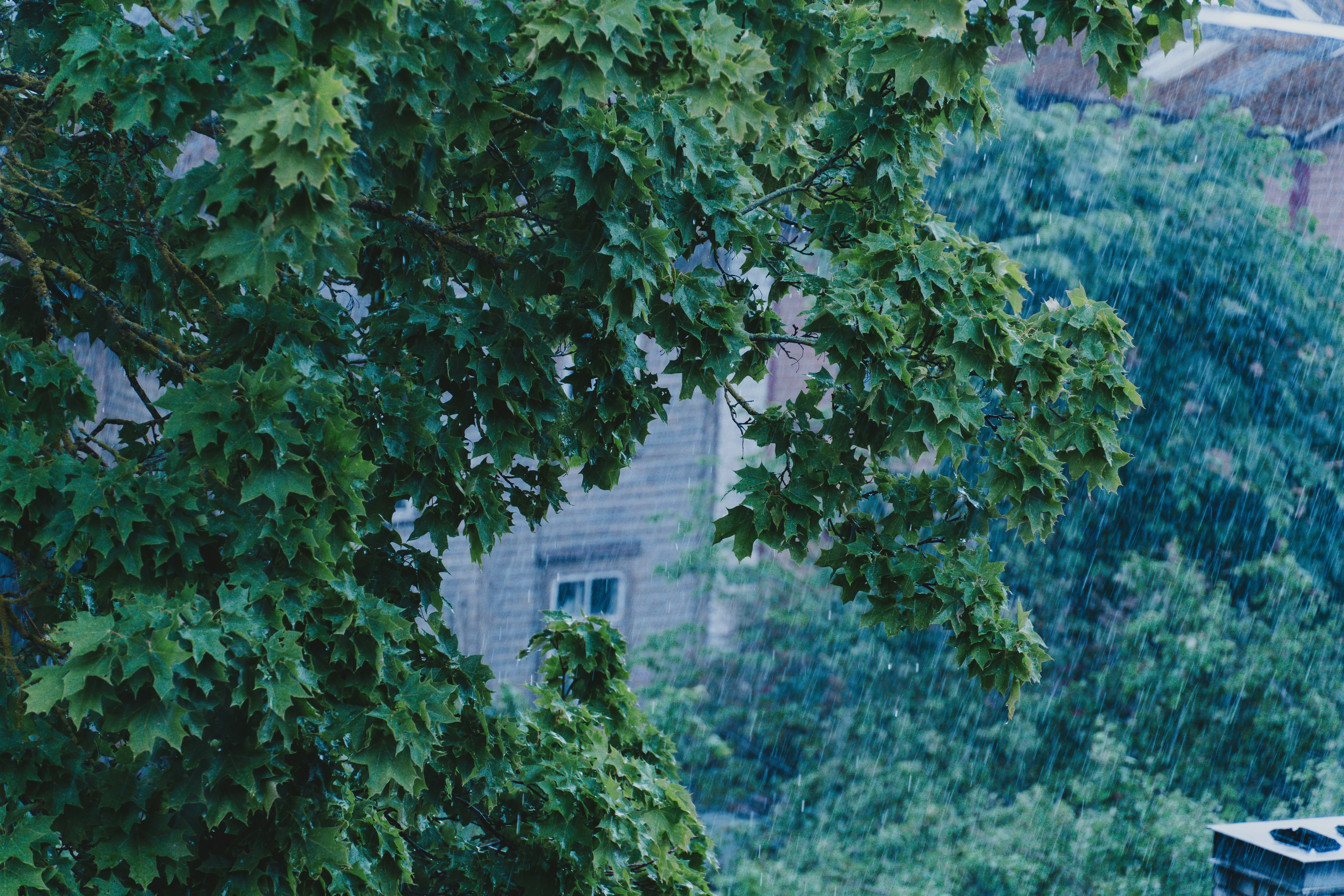 Rain falls on trees, obscuring a building.