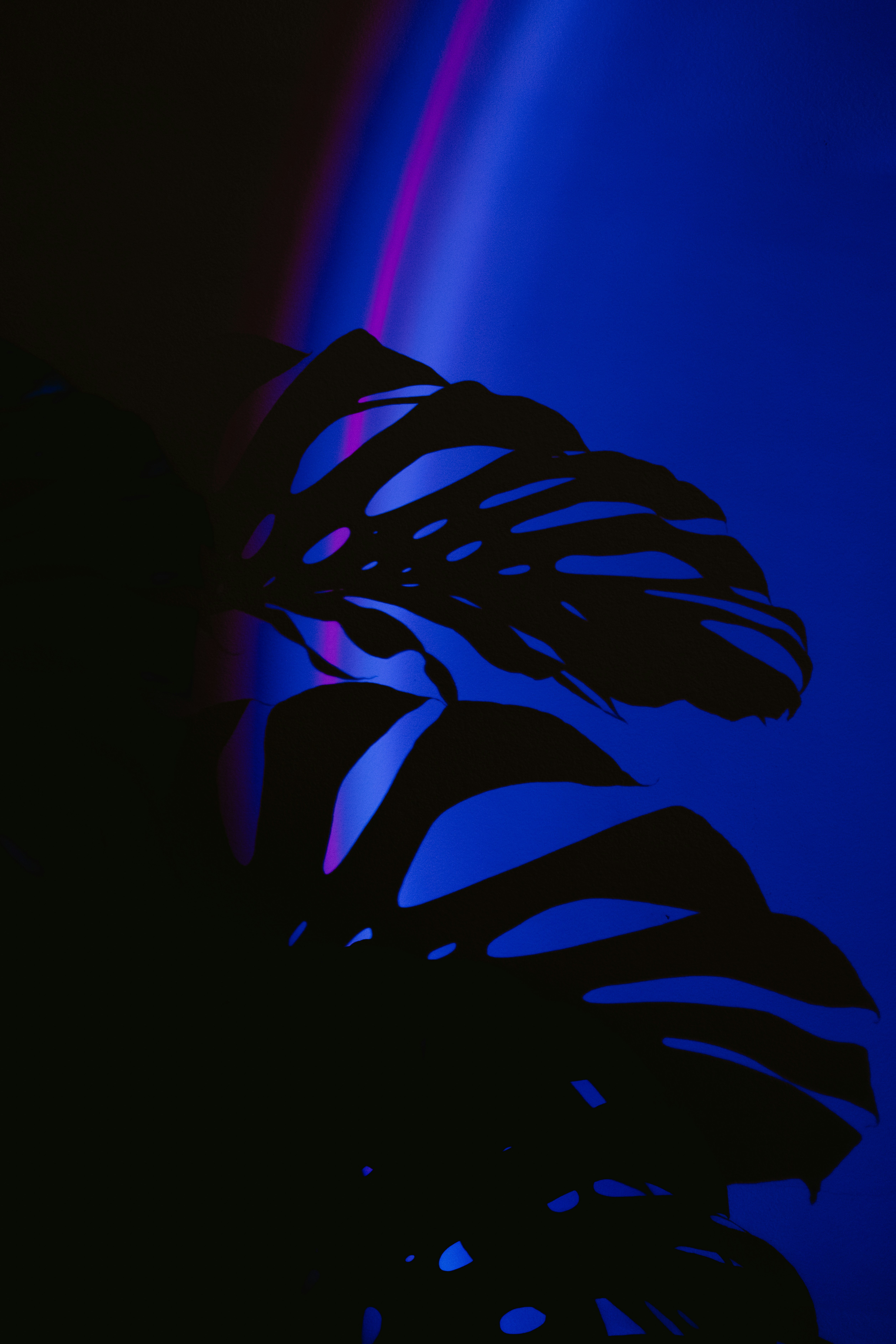 Shadows in Neon: Silhouetted Leaves Against Electric Blue Backdrop