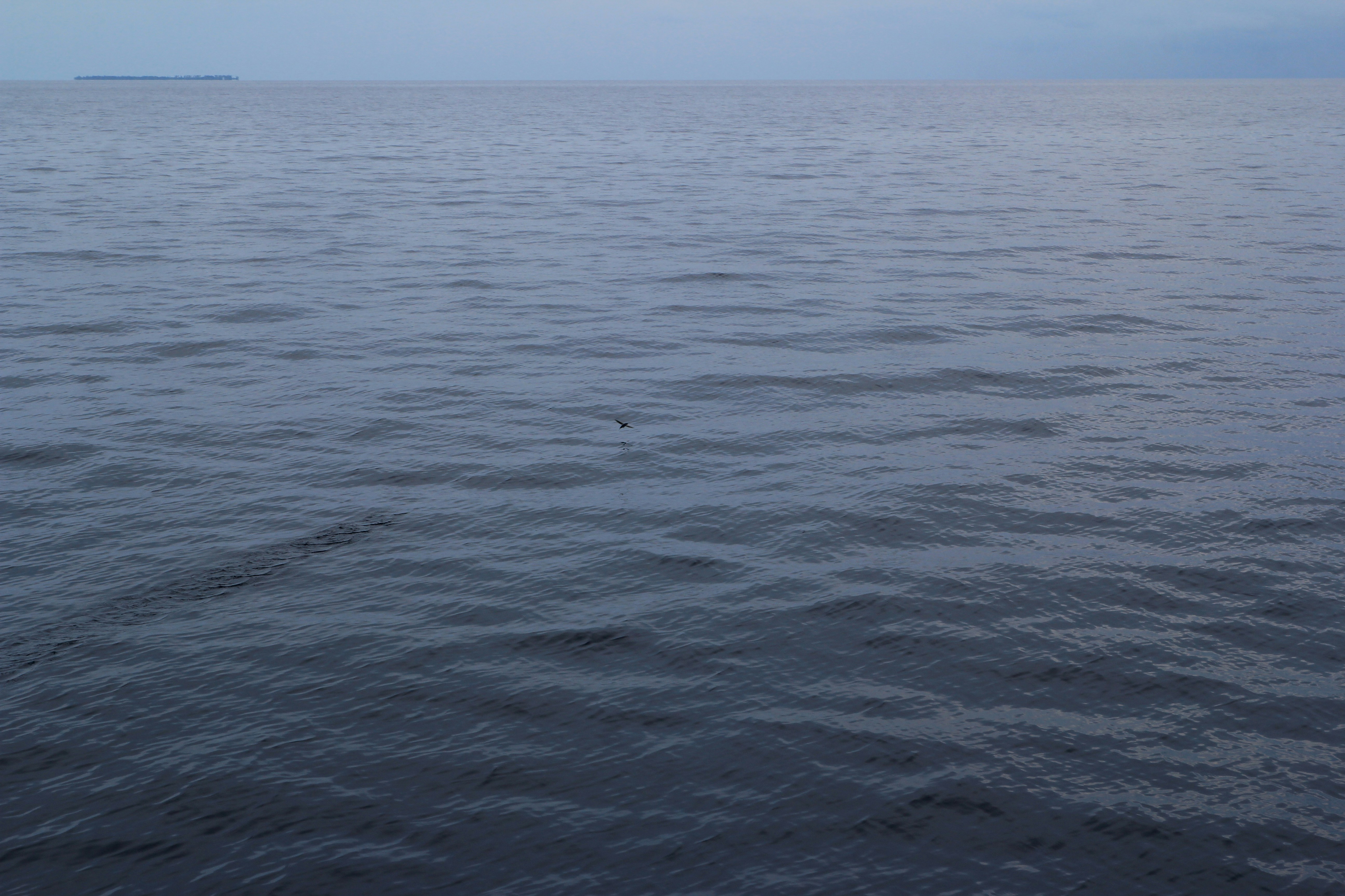 깔랑가만섬 가는 도중 날치 | Calm ocean waters under a dusky sky.