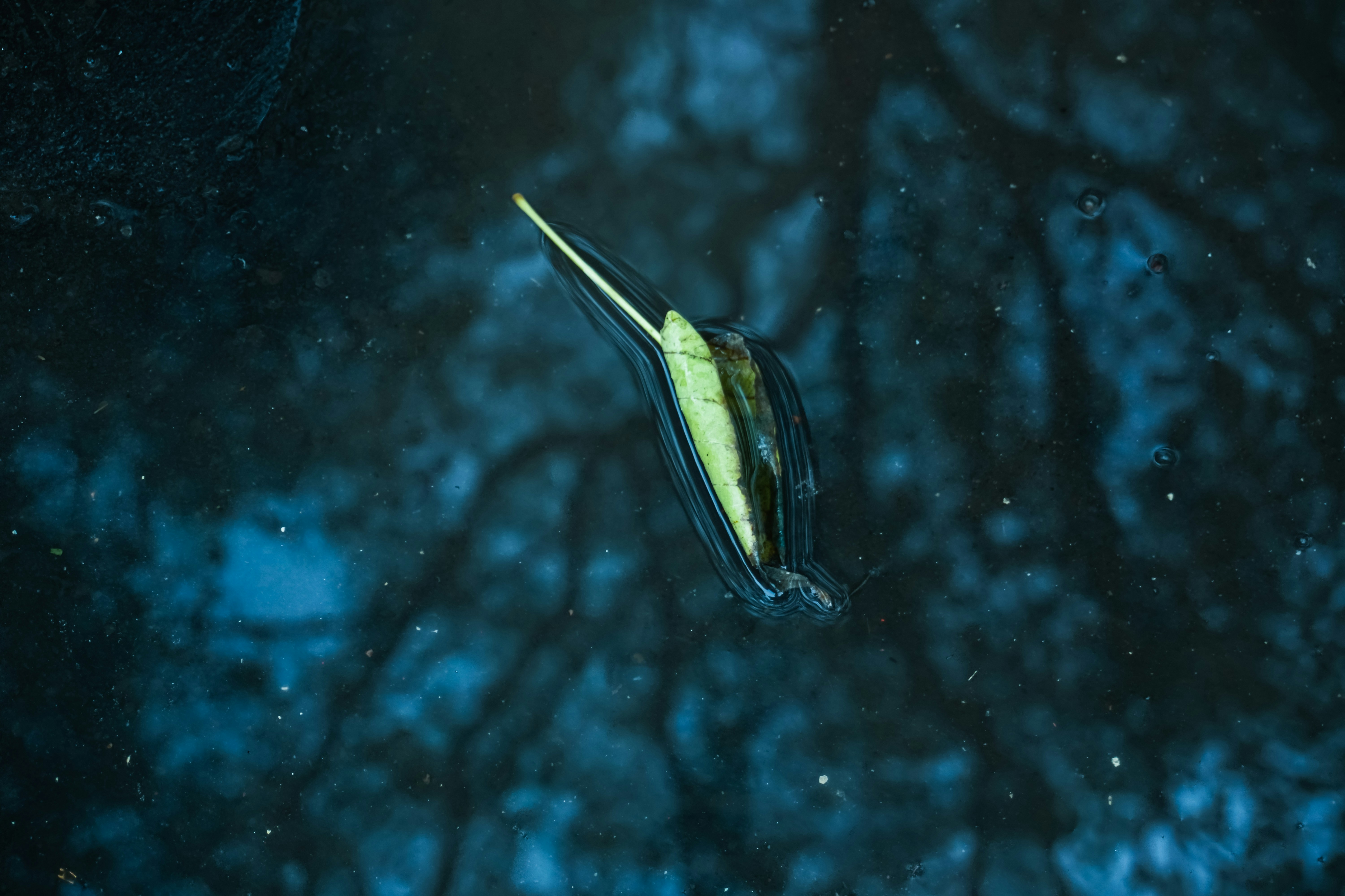 Stillness of a moment. | A small, light-colored creature floats in water.