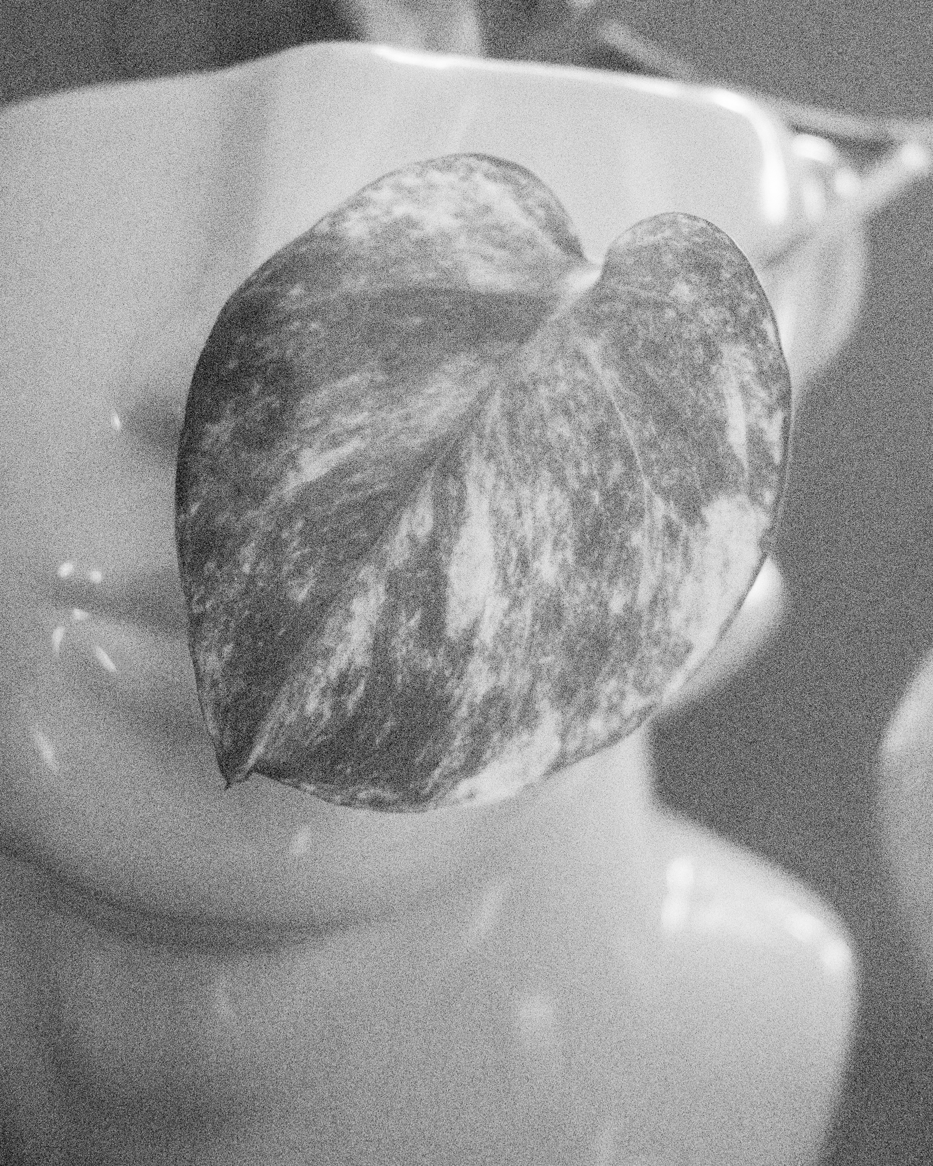 A leaf rests on the ceramic planter's face.