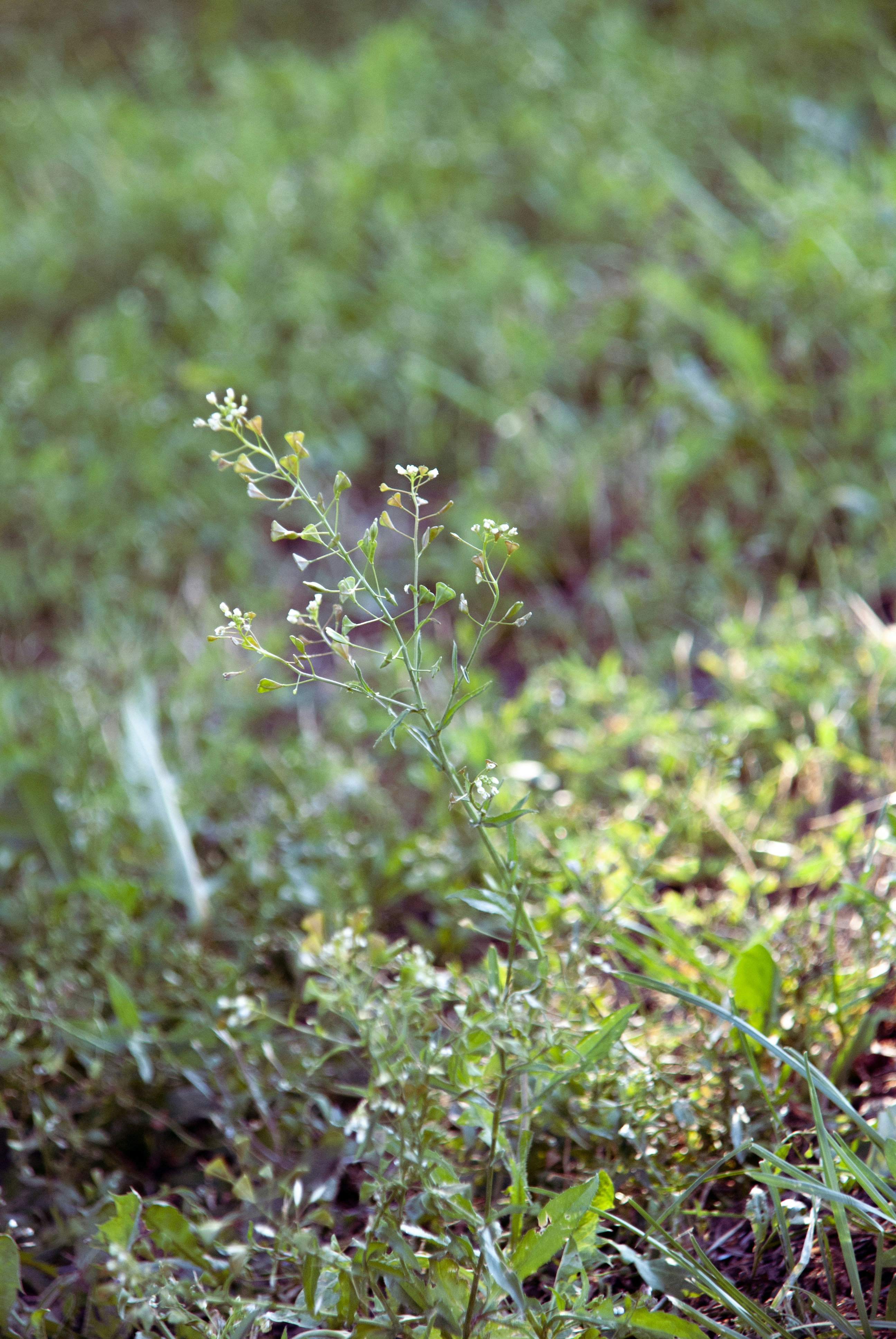 SONY DSC | A small plant grows in a grassy field.