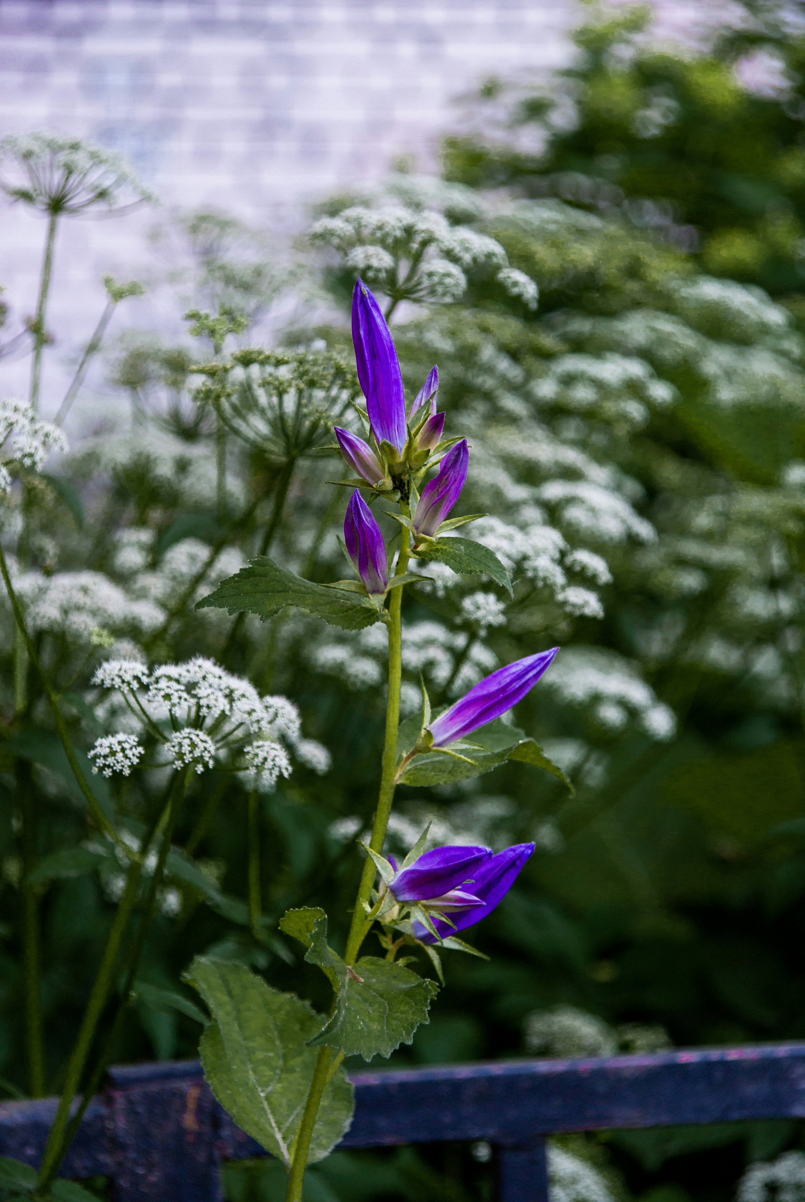 Purple Bellflowers Rising Through White Lace in a Garden Border