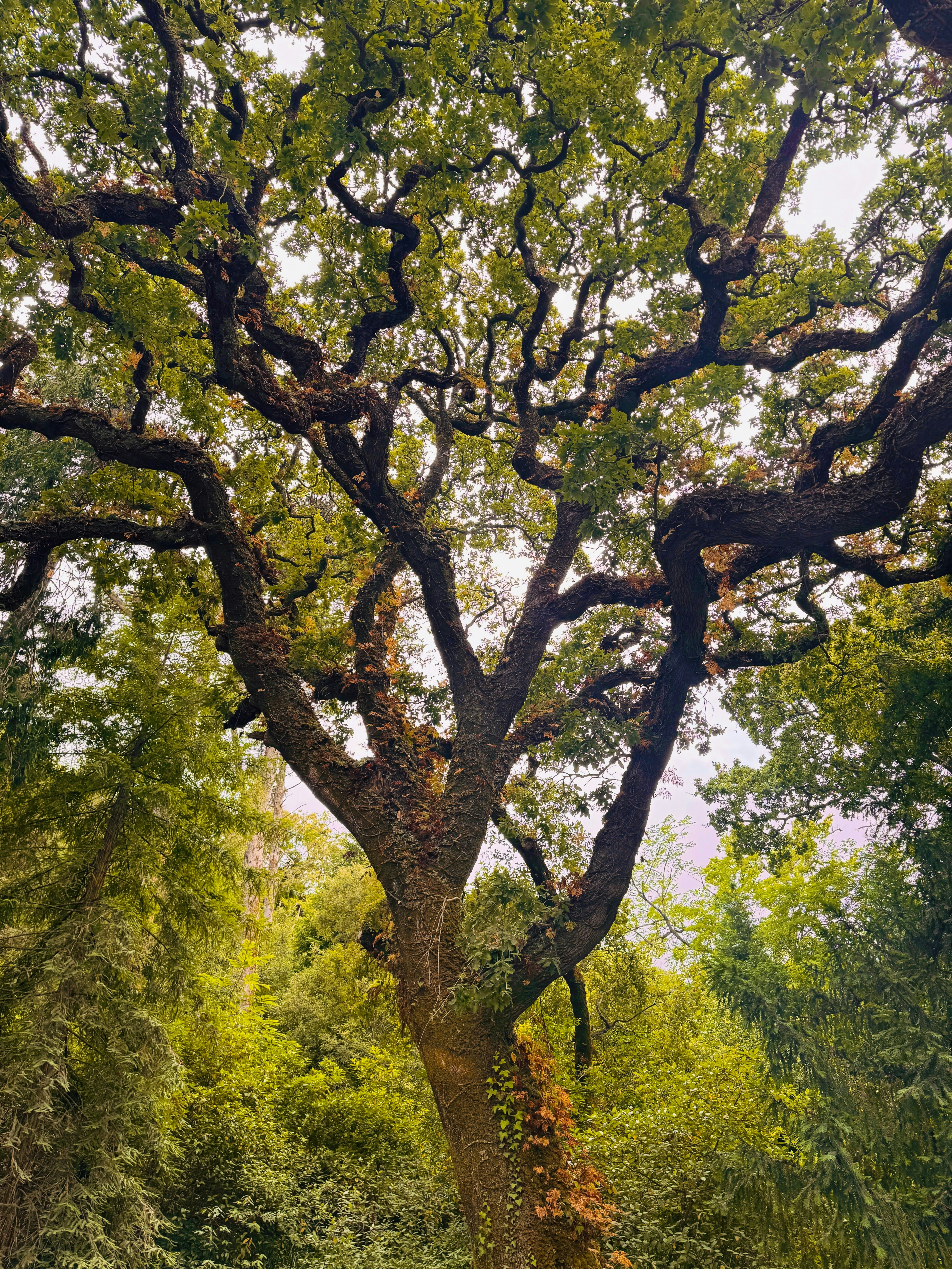 The Twisted Majesty of Nature