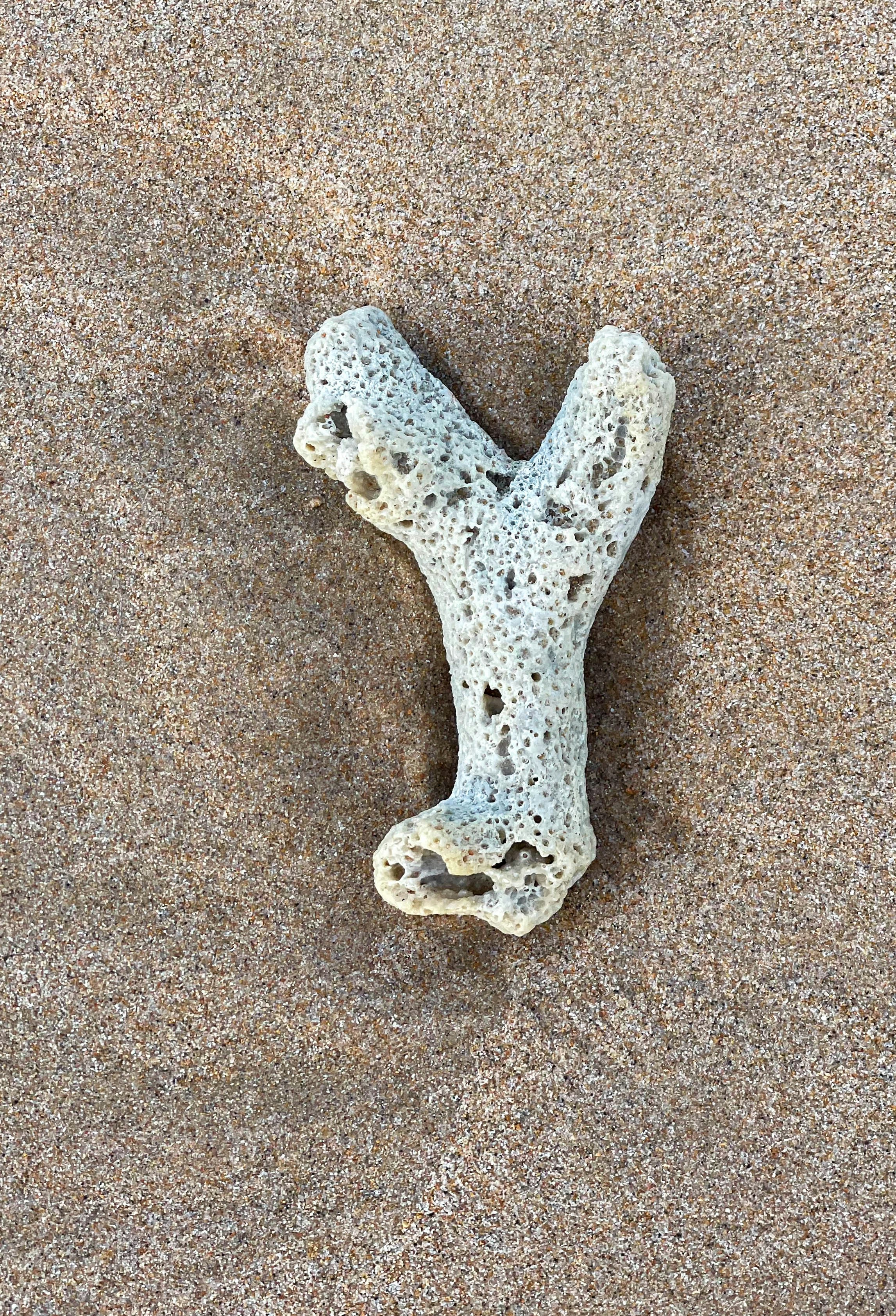Nature's Unique Sculptor: The Coral Fragment