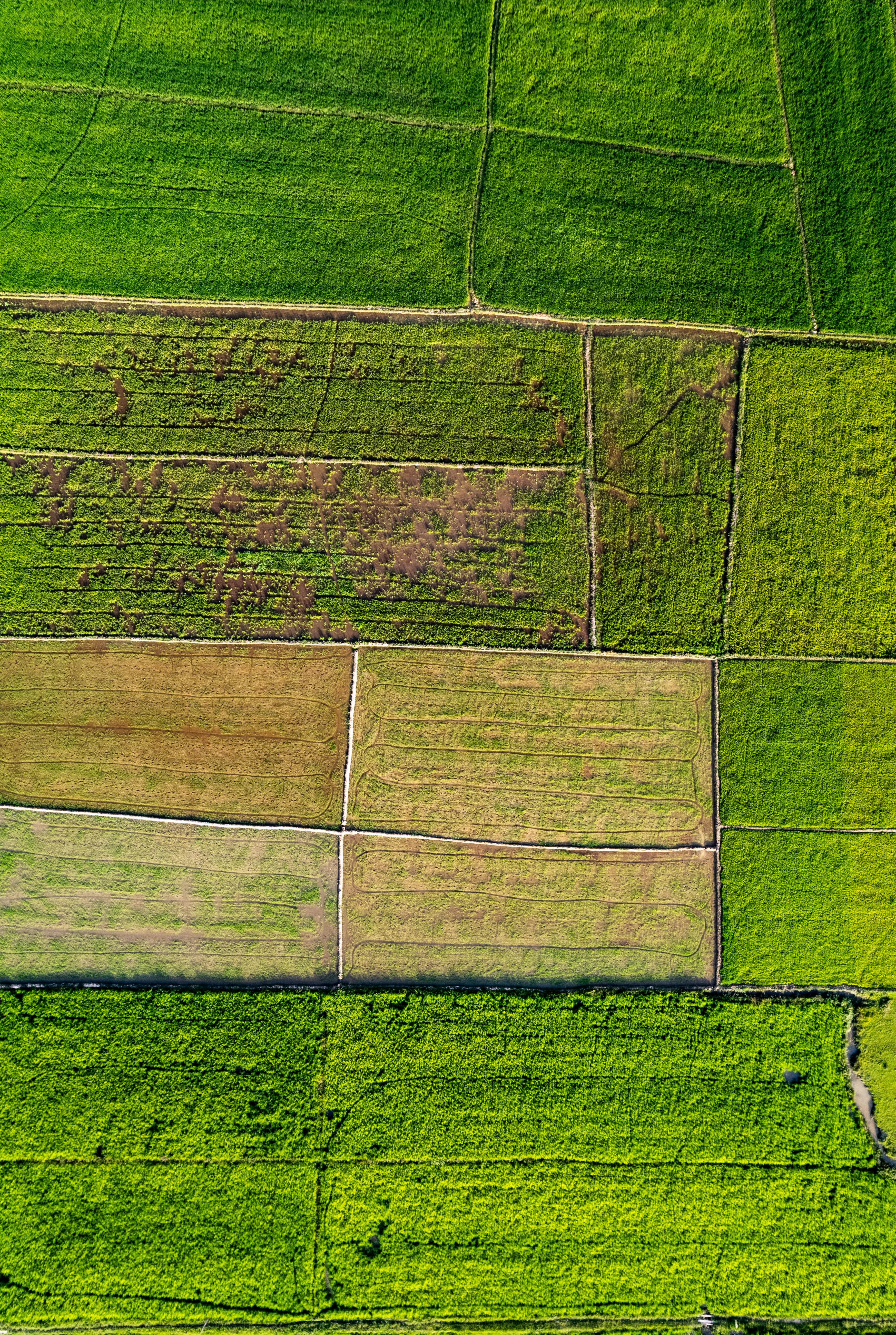 Green fields are divided into rectangular plots. photo – Free ...