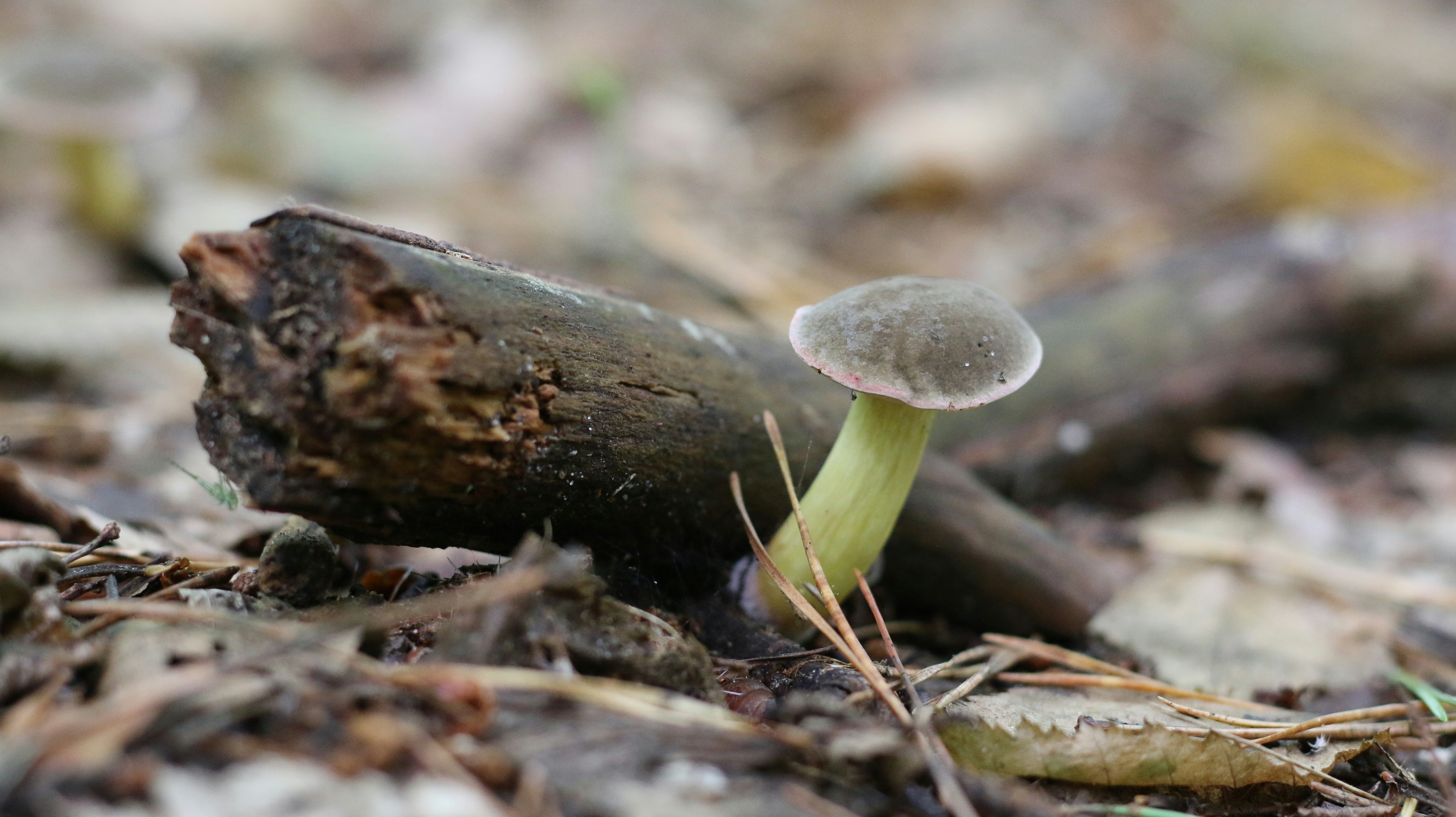 Nature's Resilient Sculptor: The Forest Mushroom