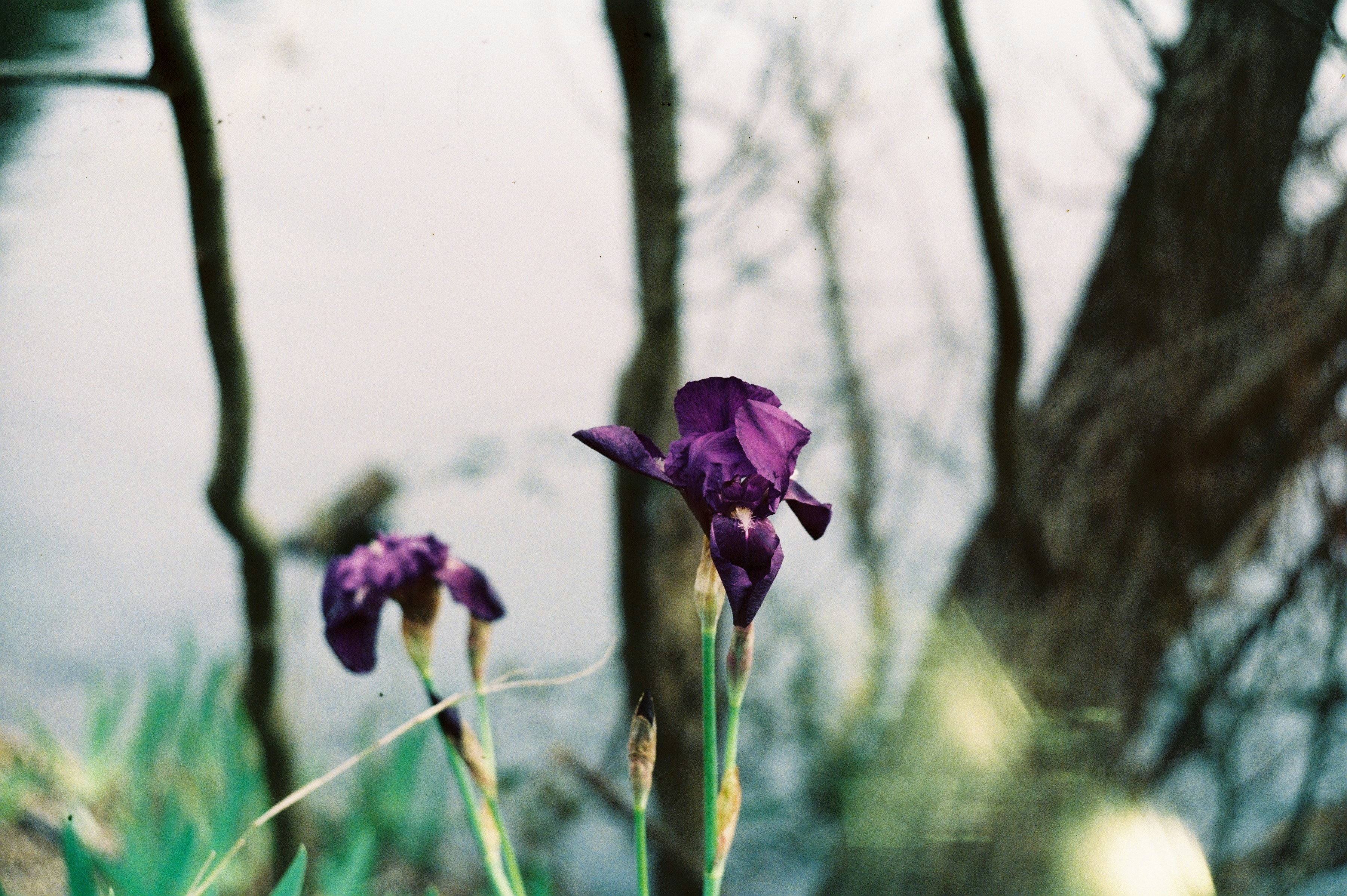 Whispers of Nature: The Iris by the Water's Edge
