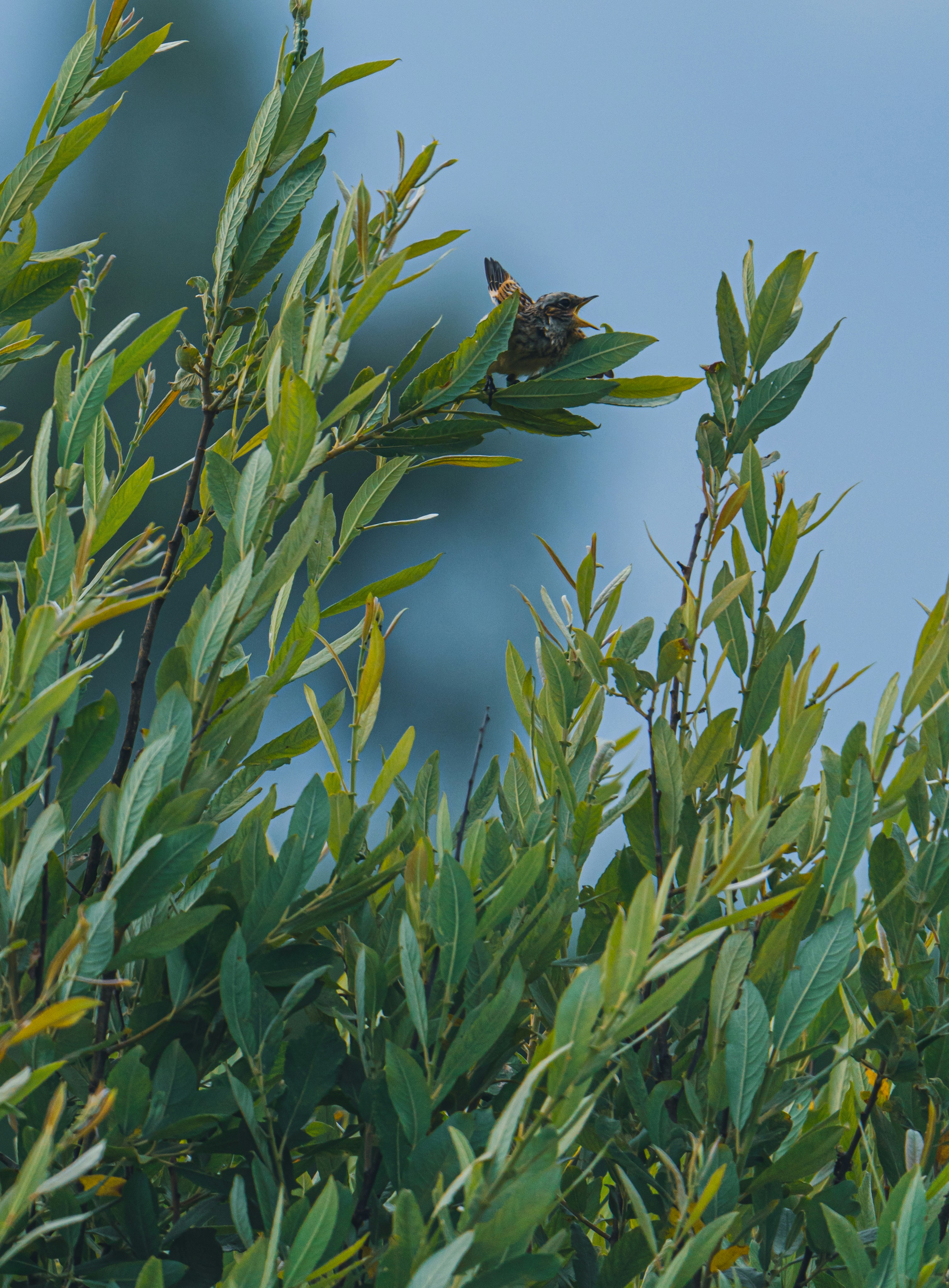 A Tiny Songbird Rests Amid Sage-green Foliage Under a Clear Azure Sky
