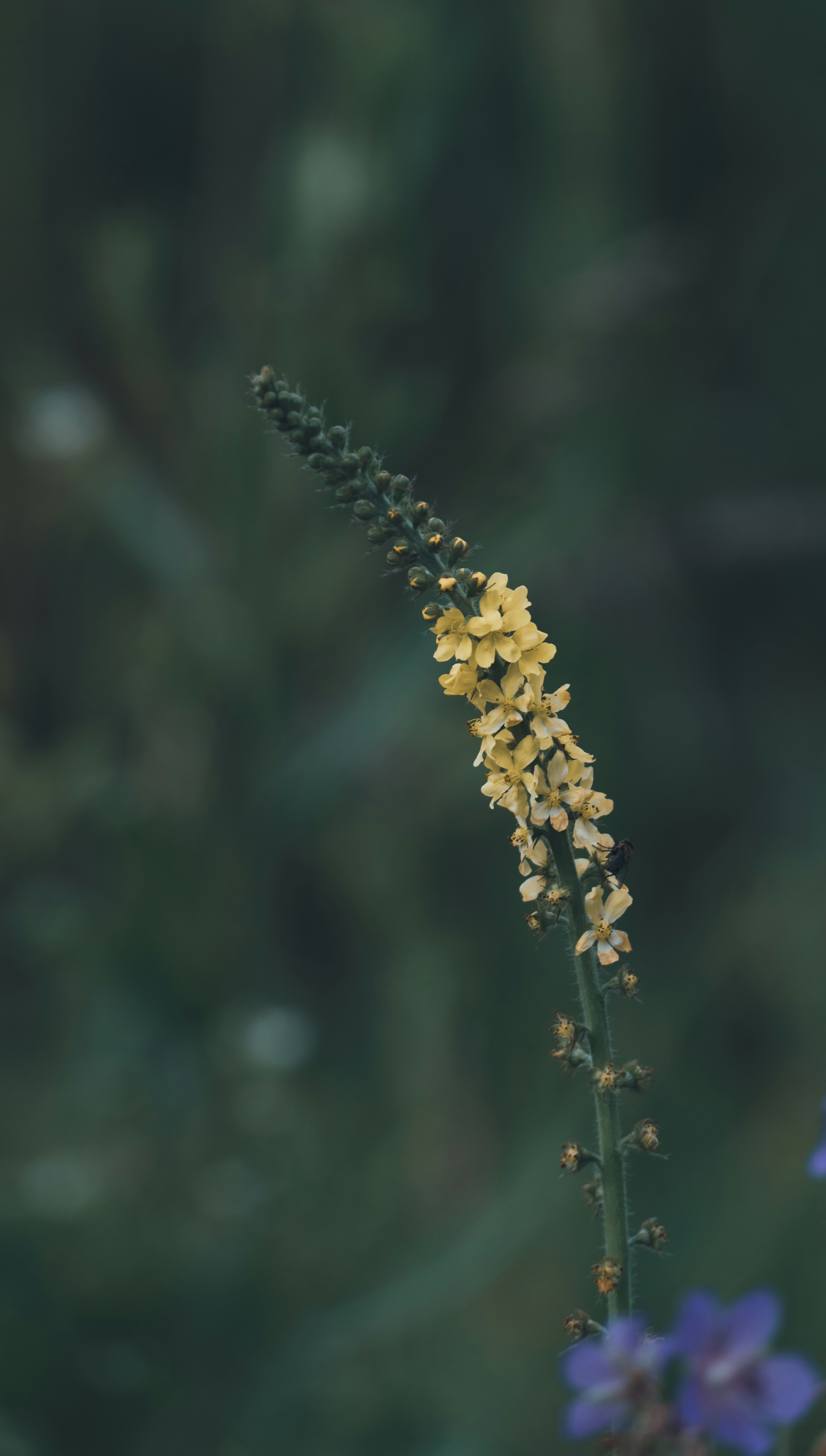 Golden Bloom Amidst the Green