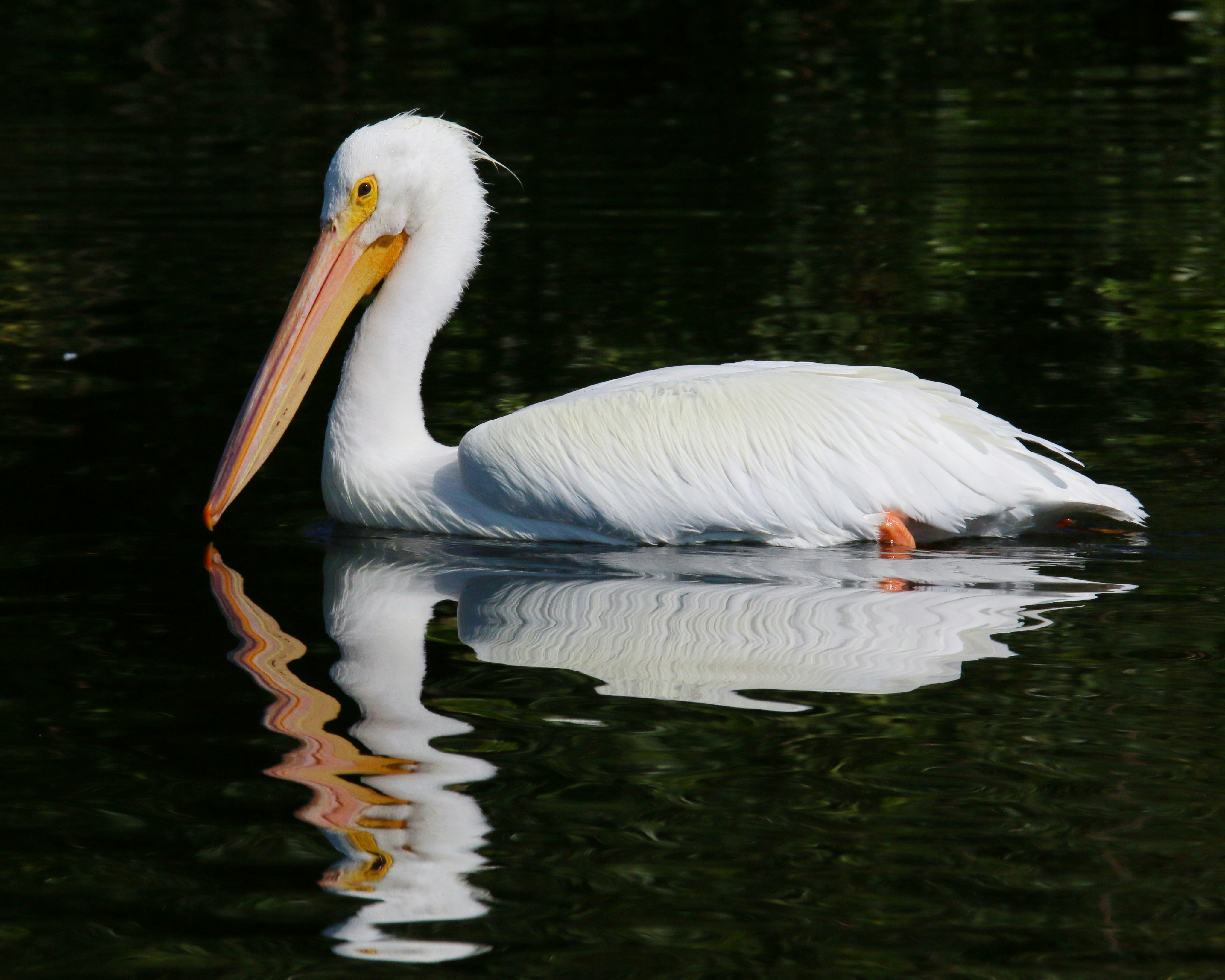 A pelican glides peacefully on dark, calm water.