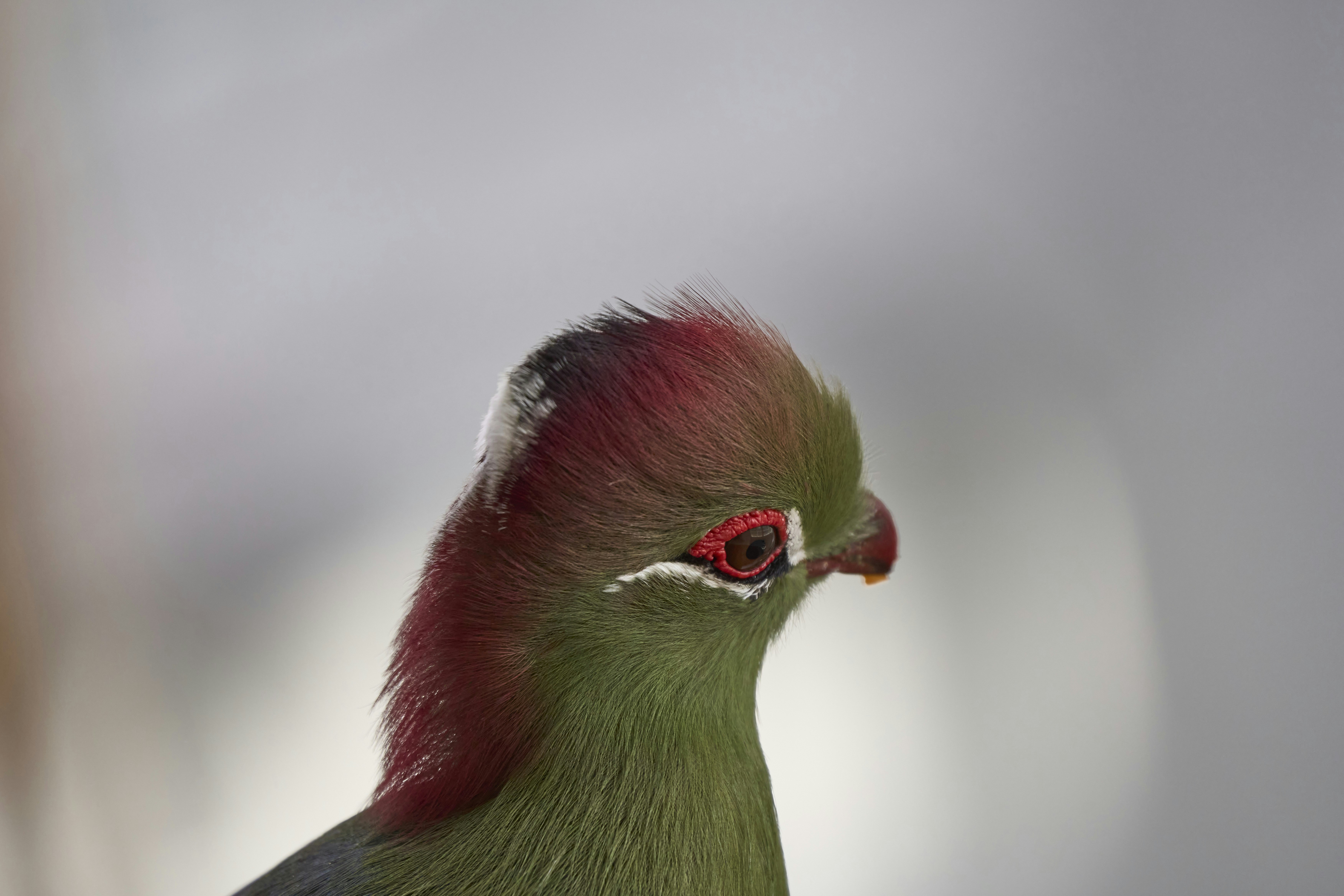 Close-up of a colorful bird with a striking green and red plumage, showcasing its intricate features and vibrant eye markings.