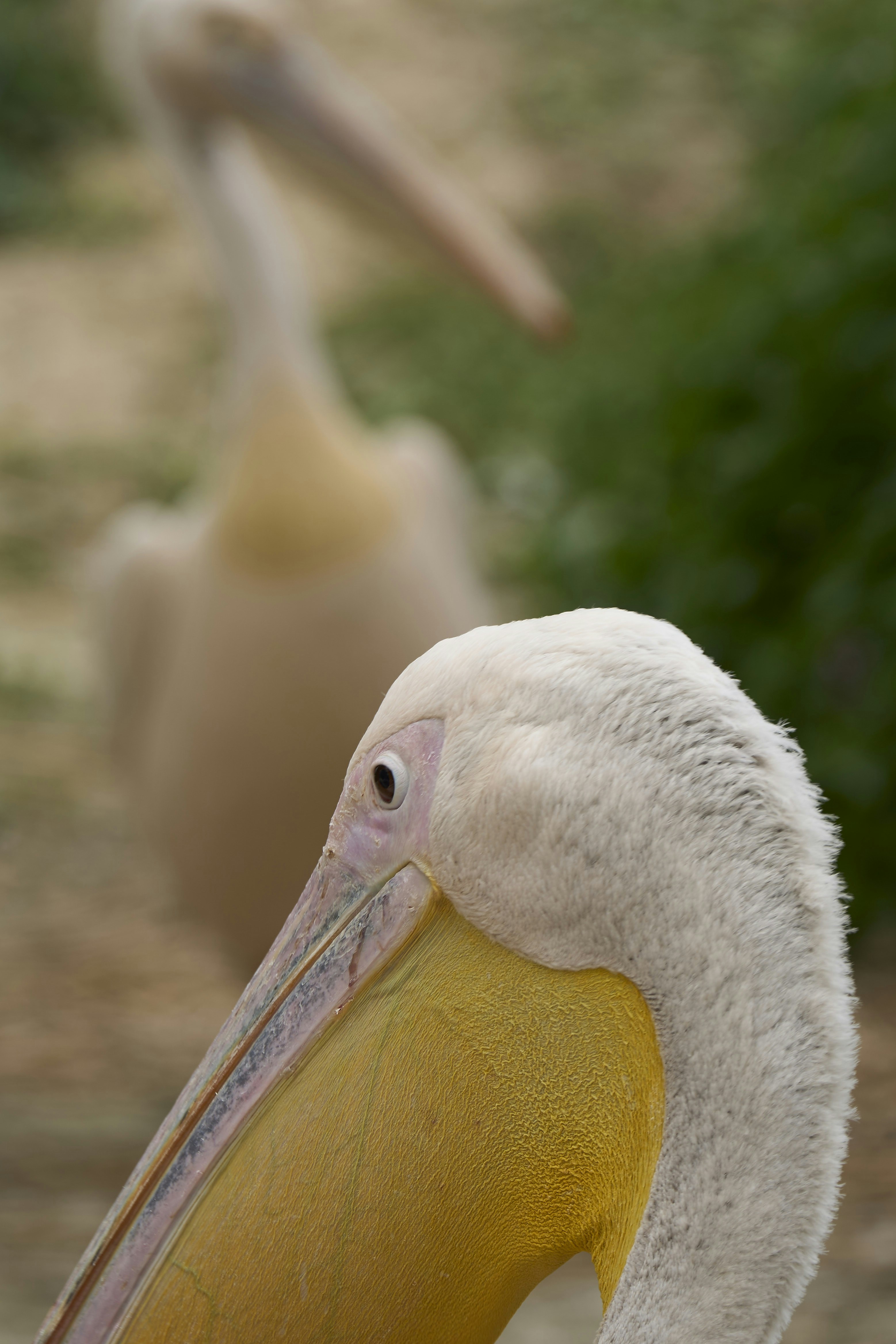 Close-Up of a Pelican: Velvet Blur Framing a Cream Beak