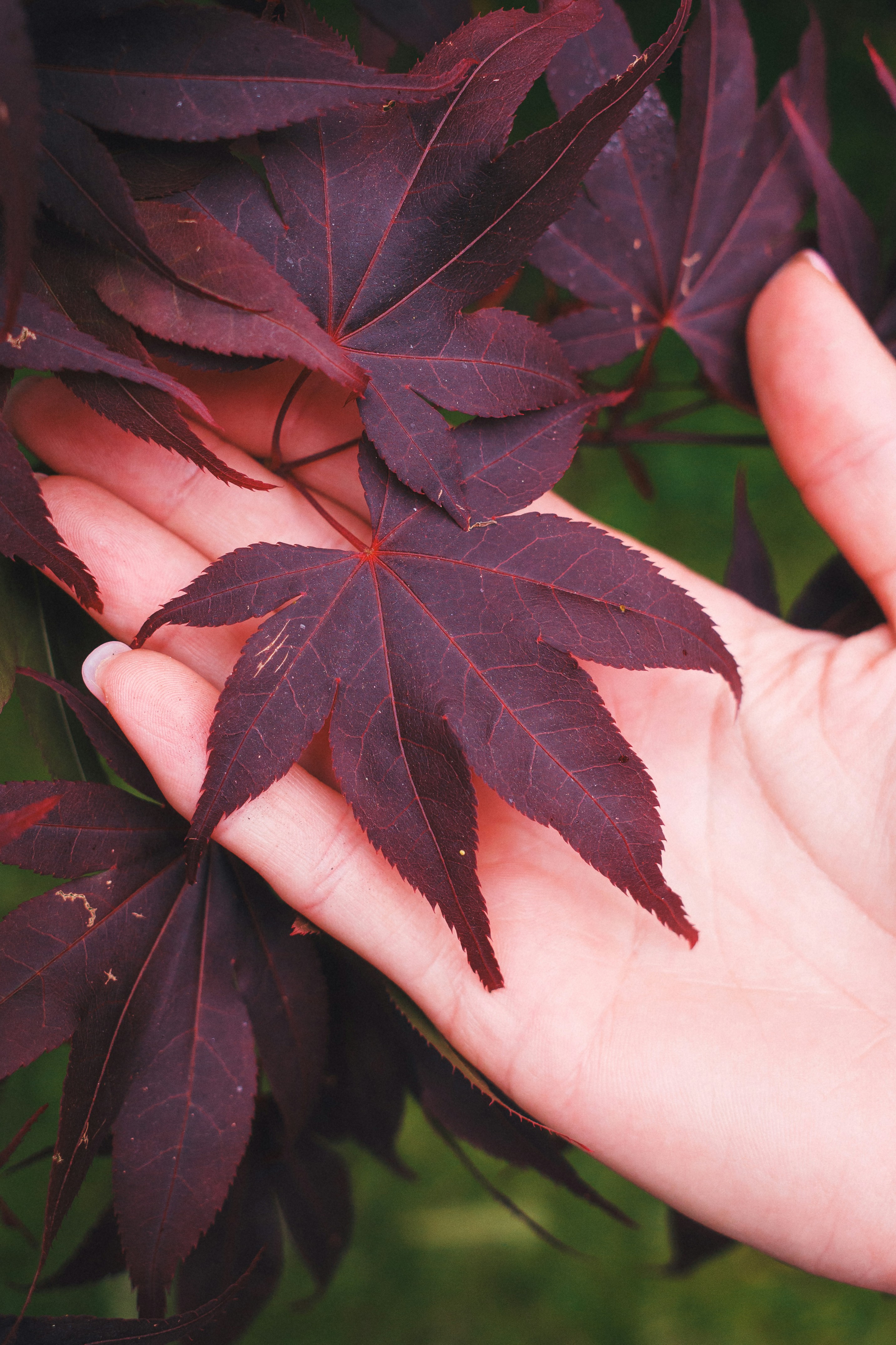 Crimson Maple in Gentle Hands: Velvet Leaves and Veins